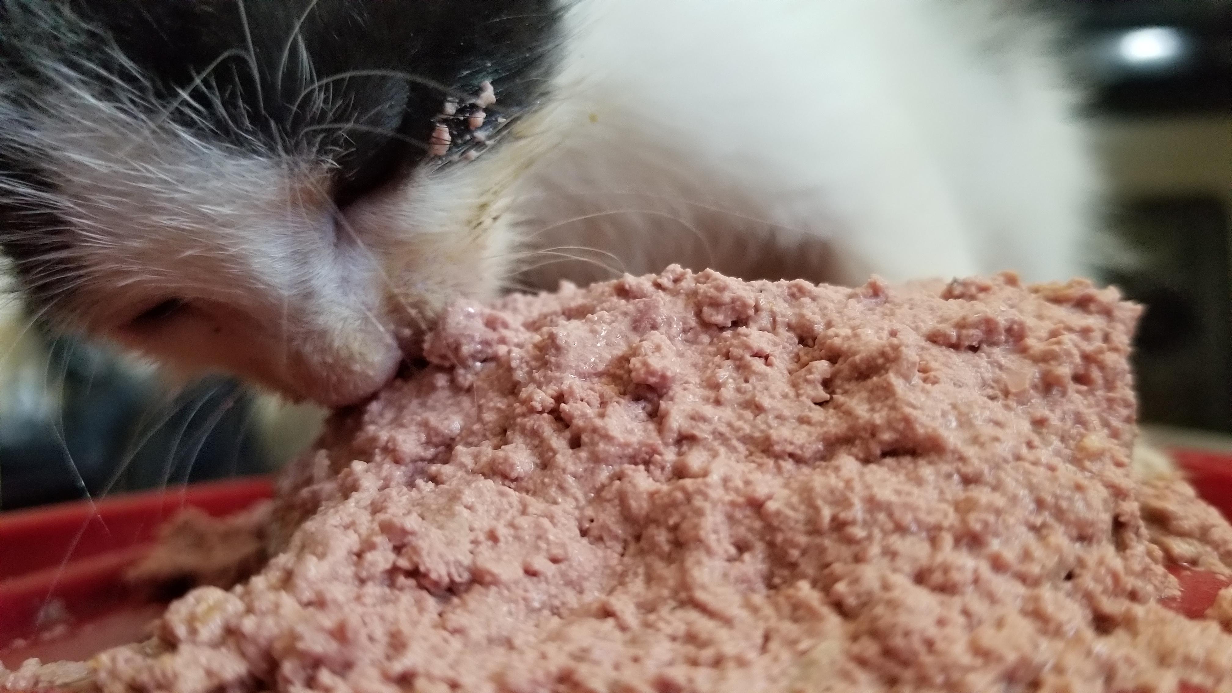 Discovering wet food! | Scrolller