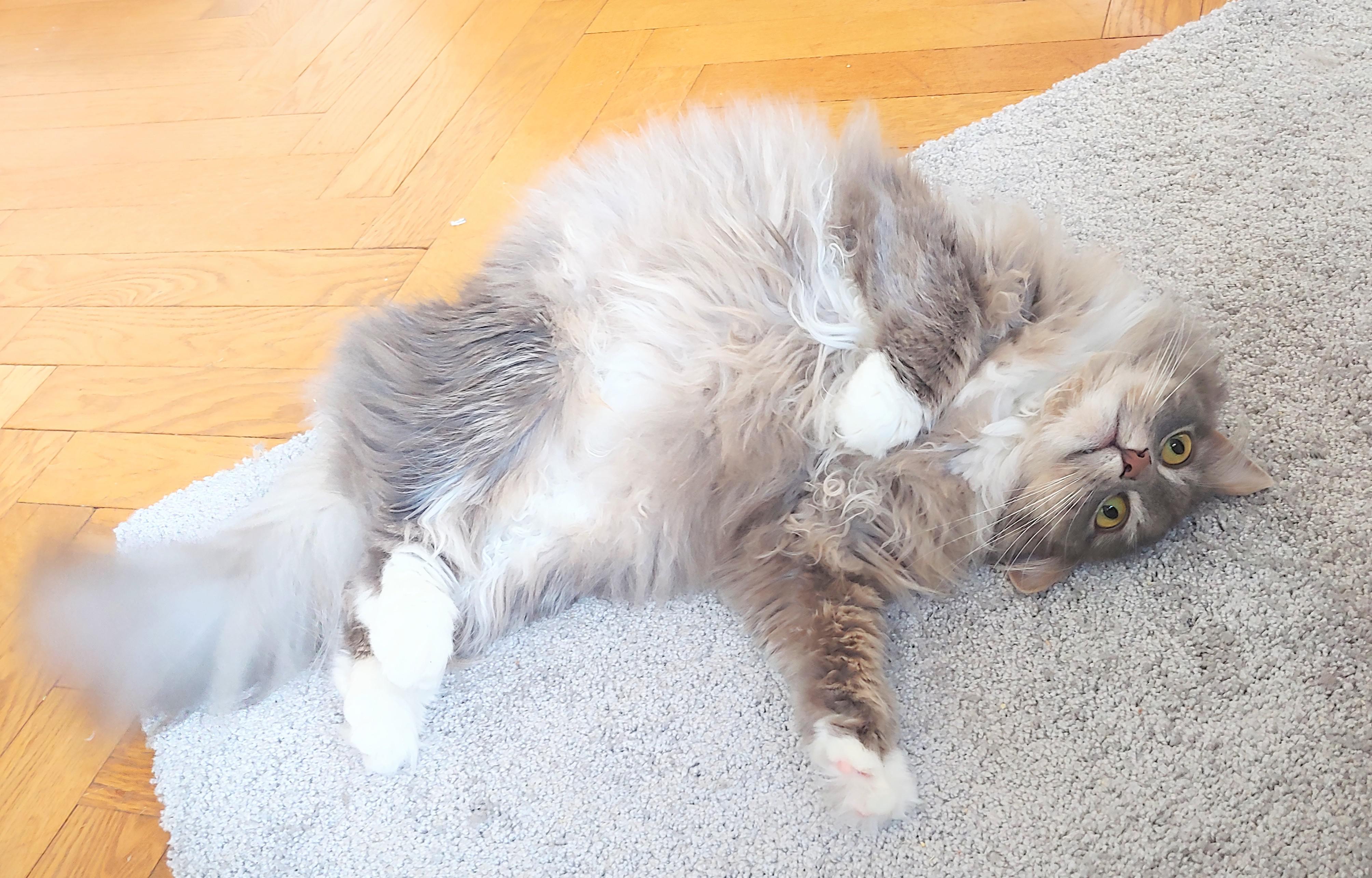 Diva the little floof | Scrolller