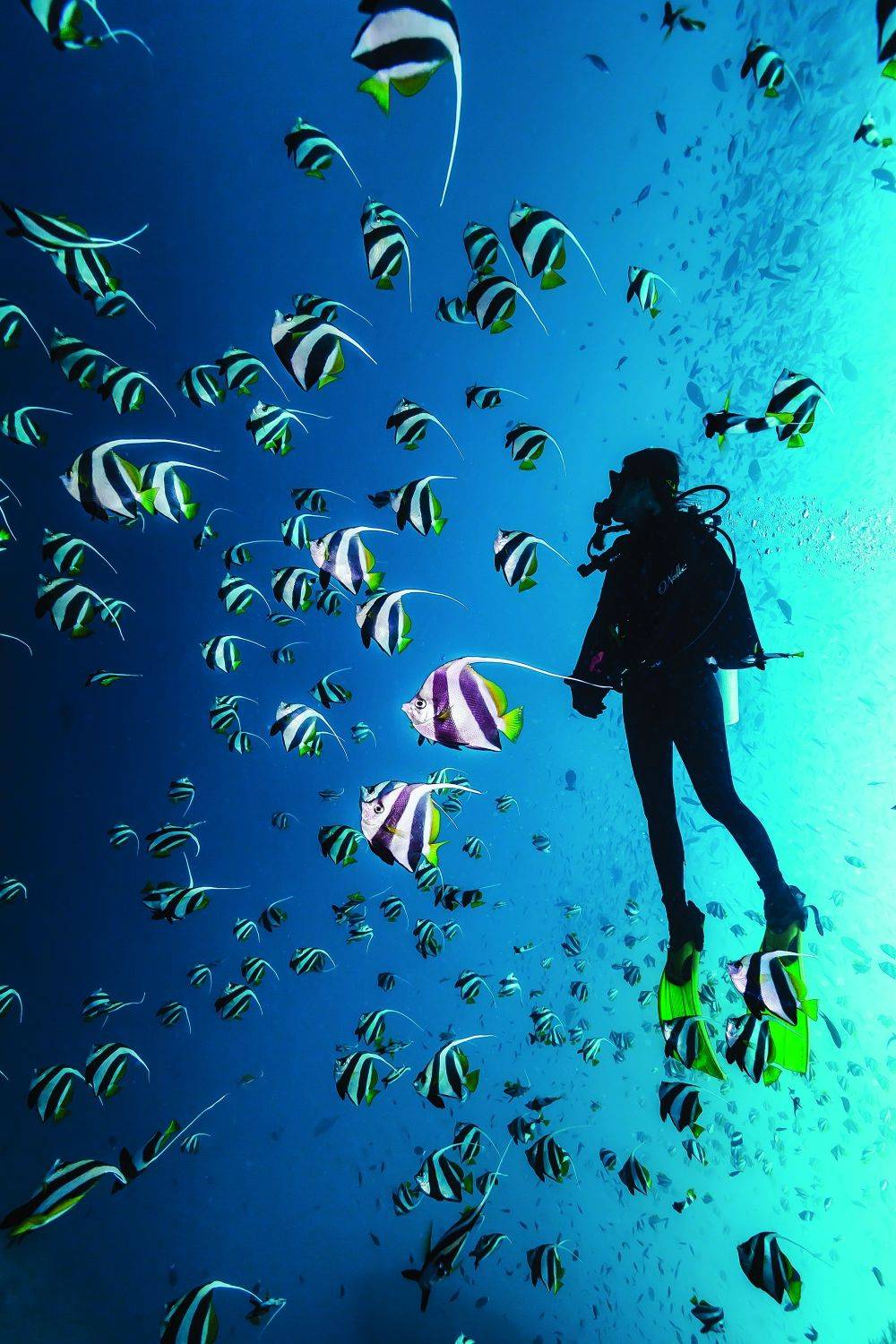 Diving with the Angel Fish | Scrolller