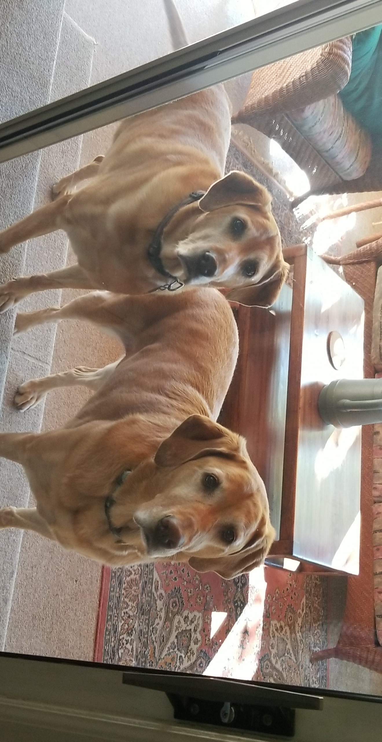 Dixie and Lucy are sisters, and they're inseparable | Scrolller
