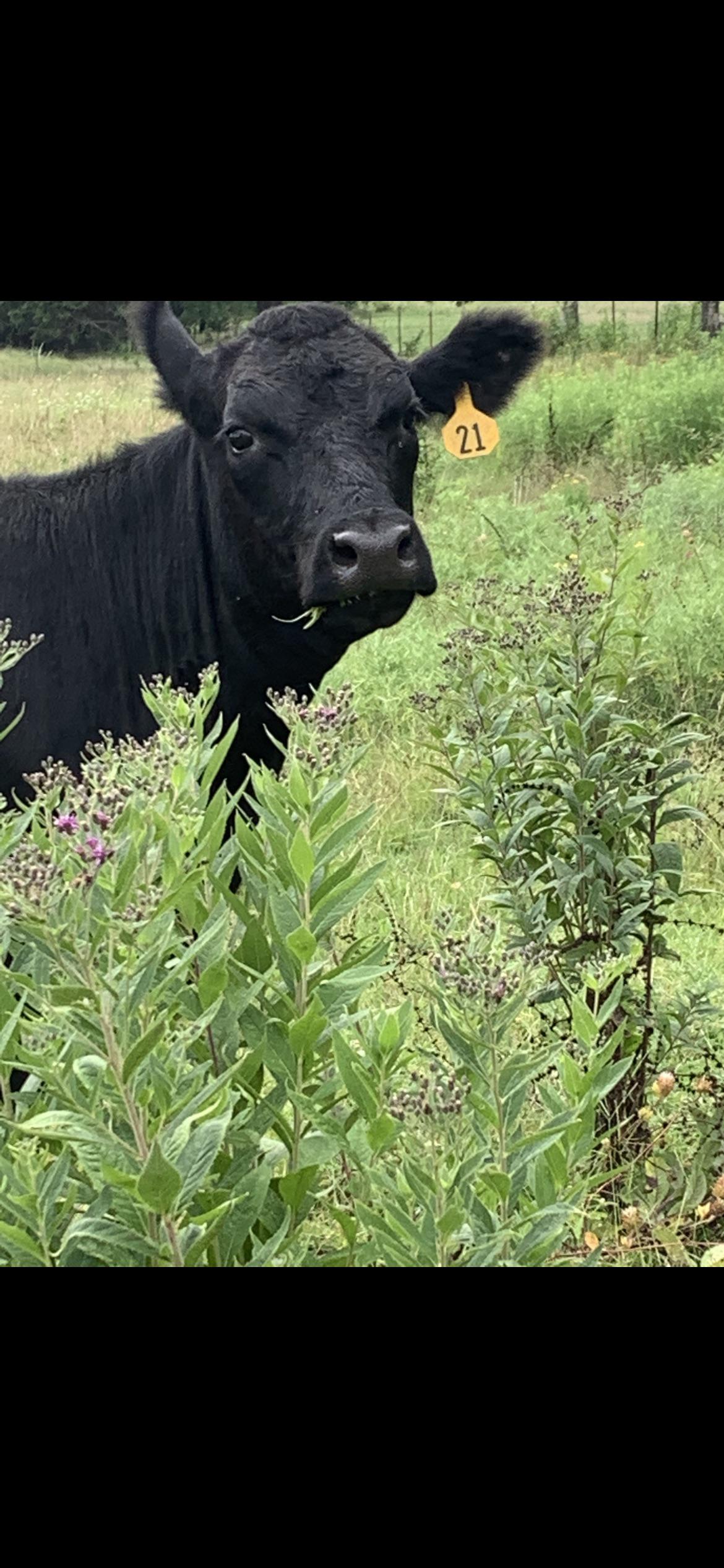 Dixie being one big derp 🐮 | Scrolller