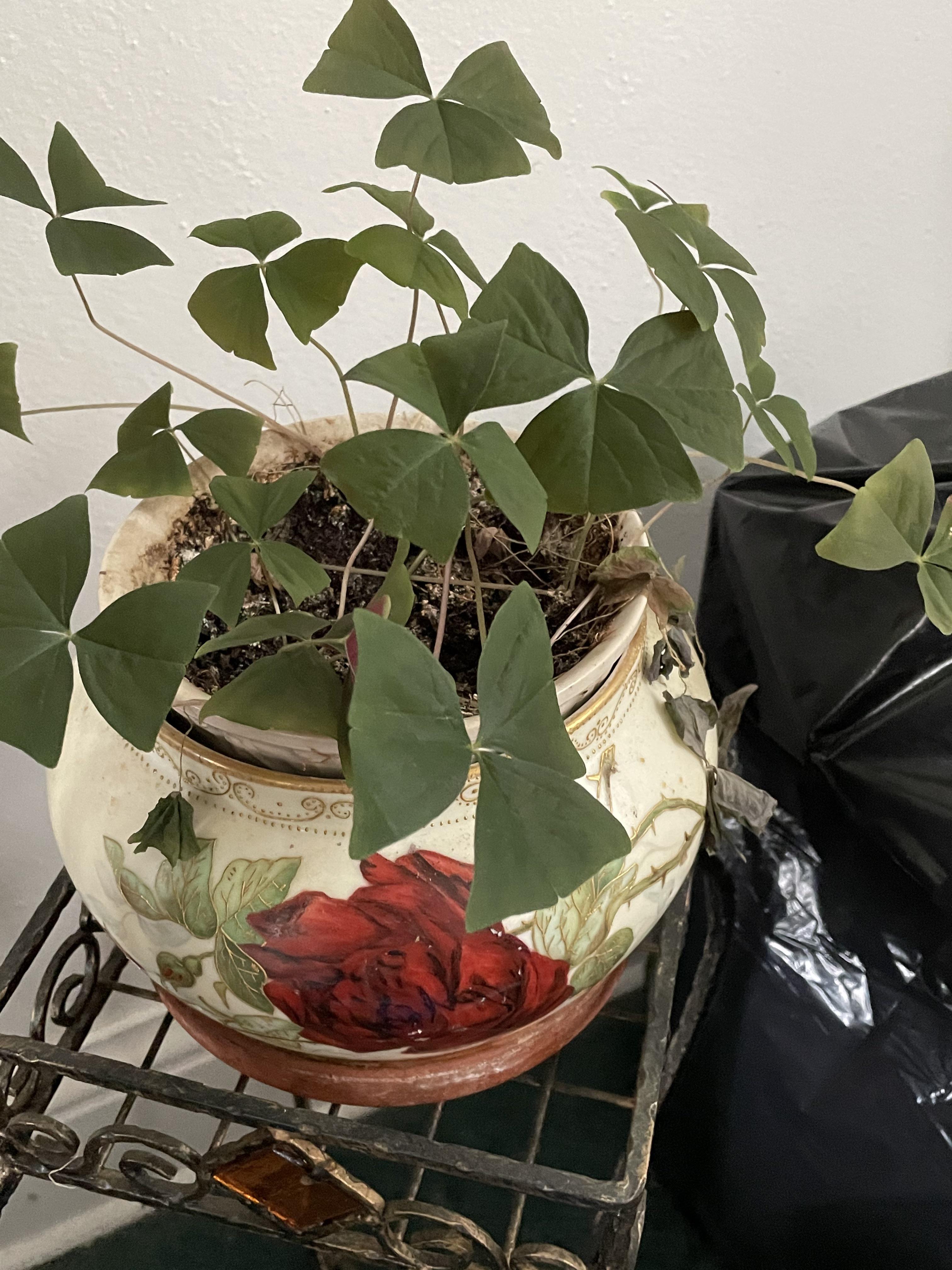 Does anyone know what type of plant this is? How do i care for it? | Scrolller