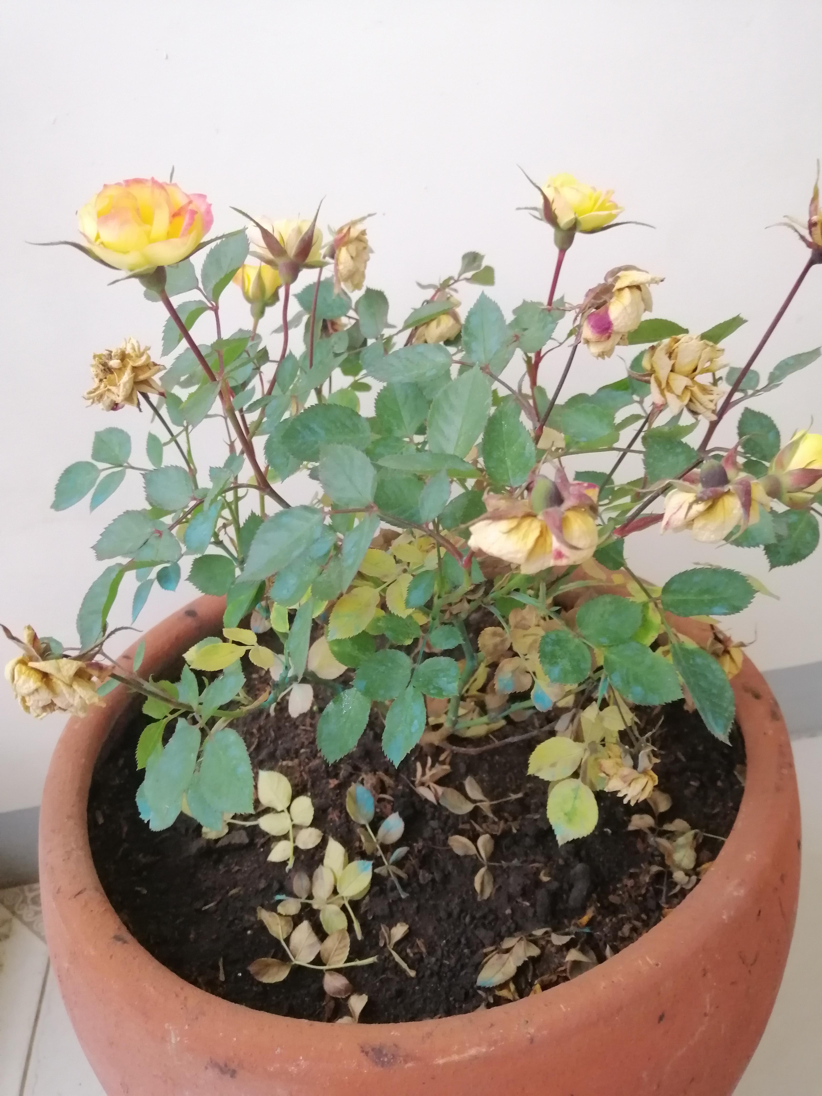 Does my mini rose plant look normal? | Scrolller