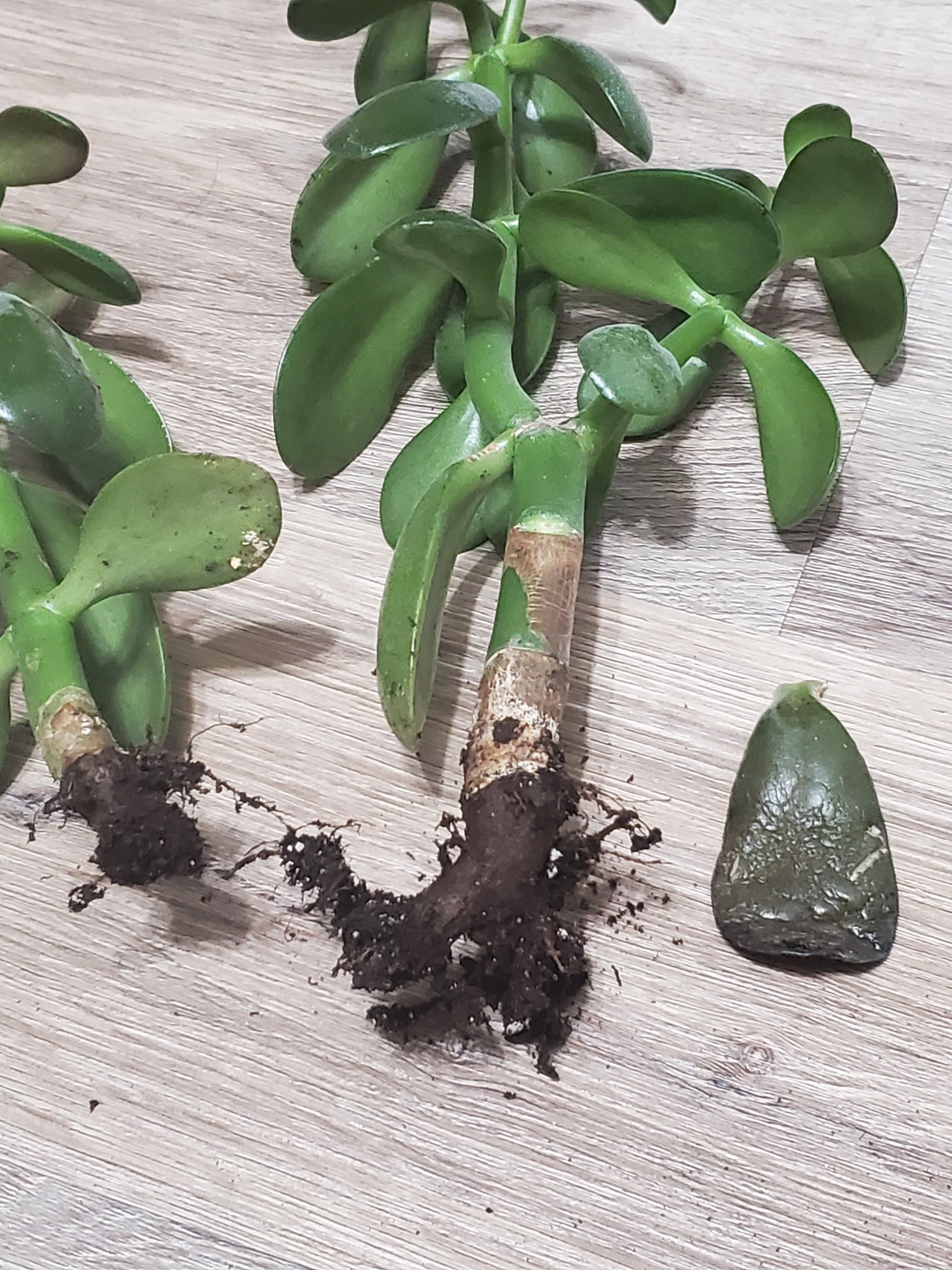 Does my plant have root rot? | Scrolller