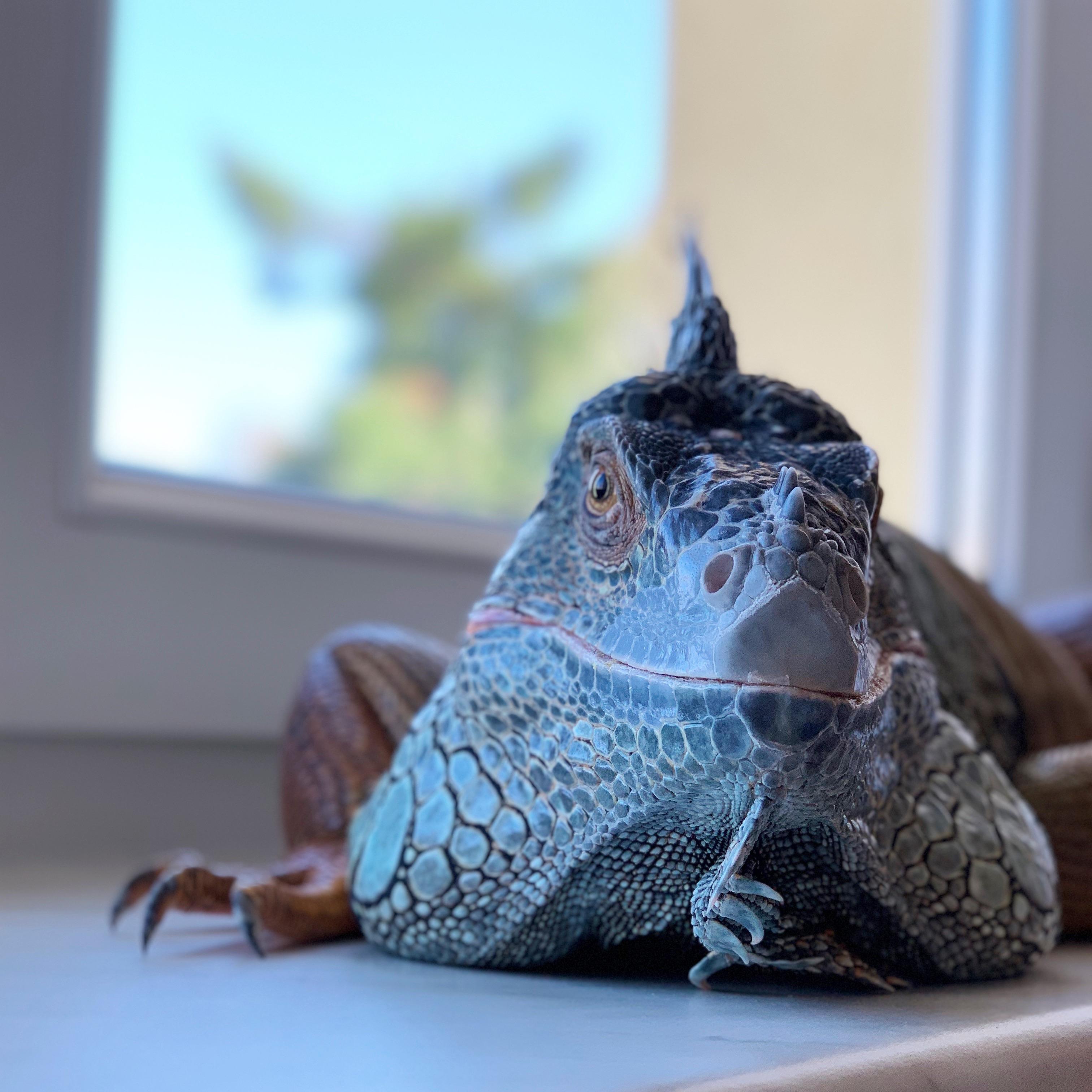 Does your iguana love to stare outside the window, and nap on the sill? | Scrolller