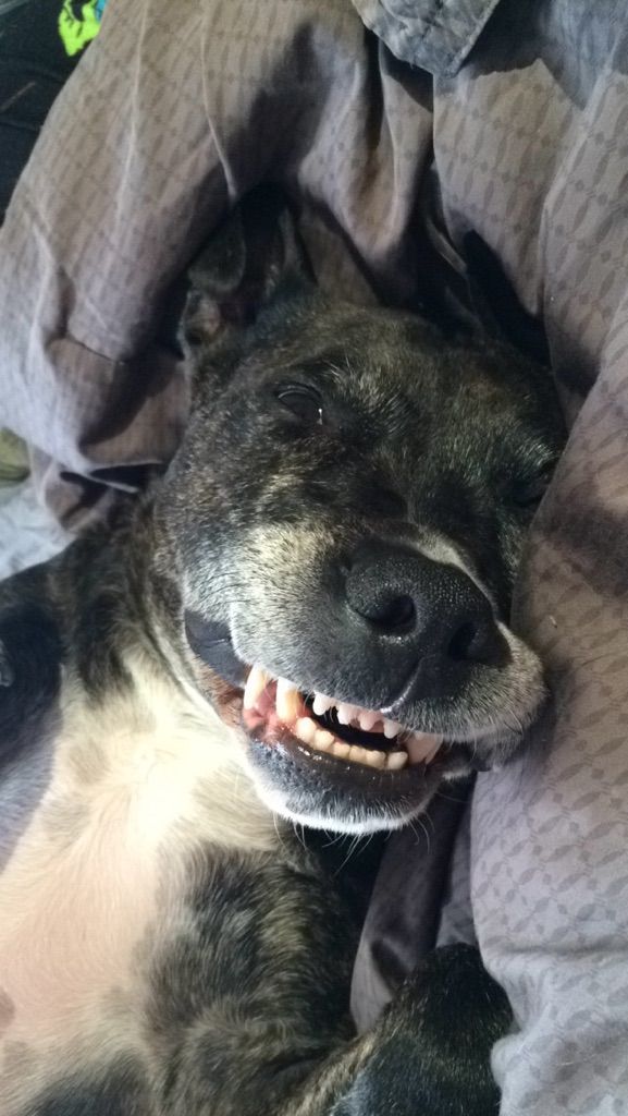 Dog got into my stash... | Scrolller