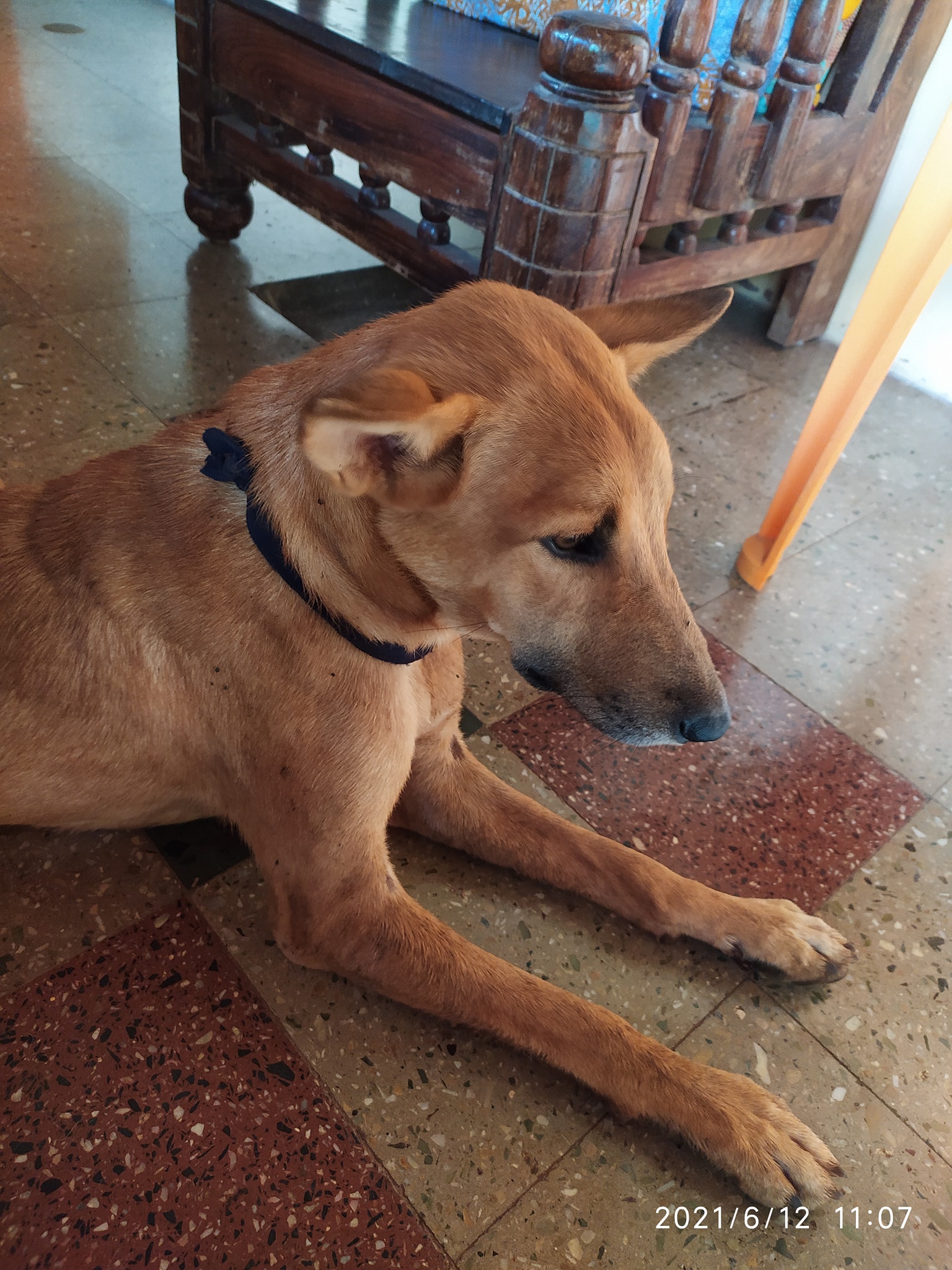 Dog is Dog, whether he has any breed or not and Dog lovers love dogs not breed. | Scrolller