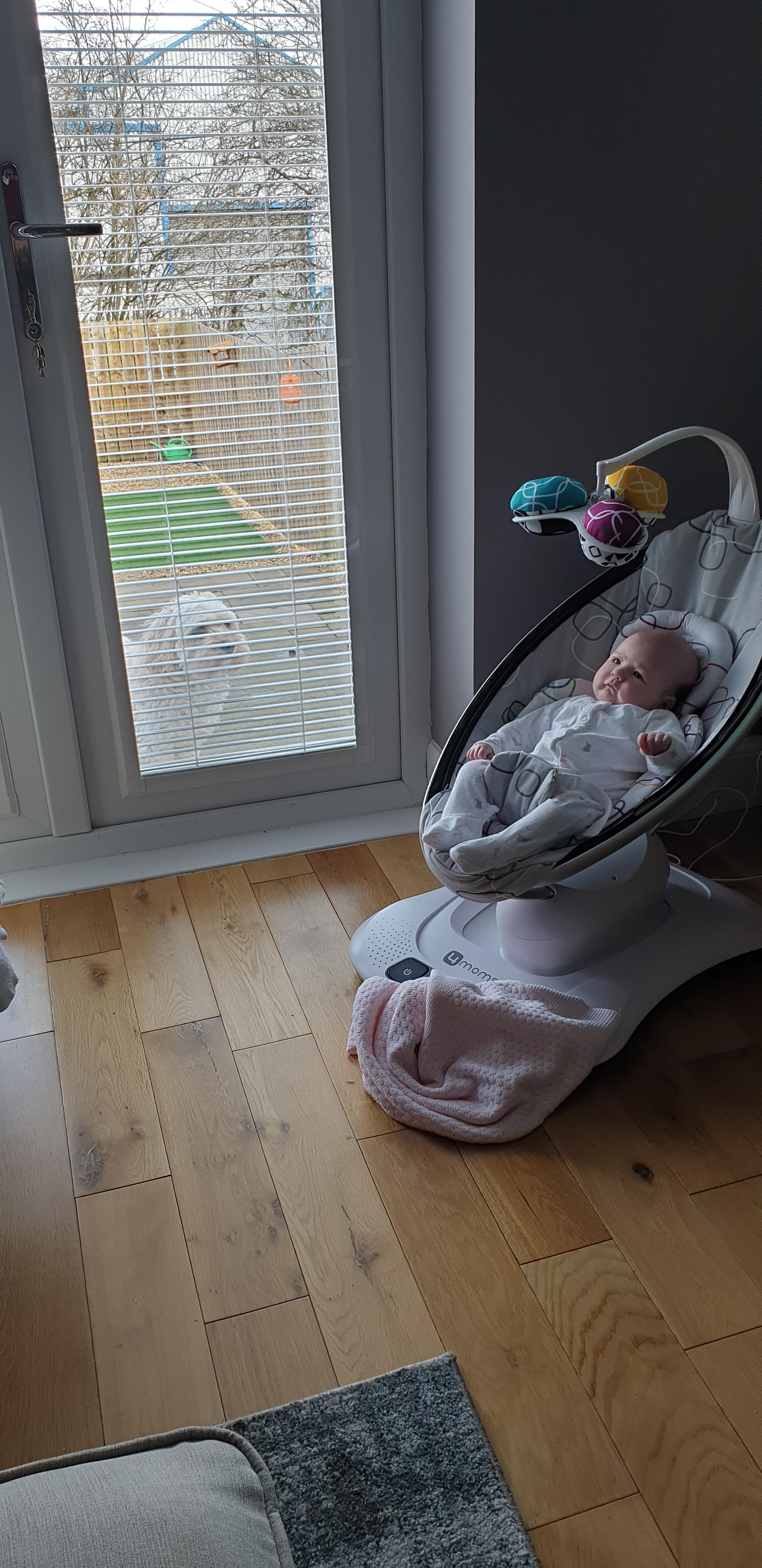 Dog plotting his revenge against the attention stealer | Scrolller