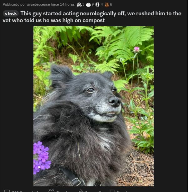 Dog Rule | Scrolller