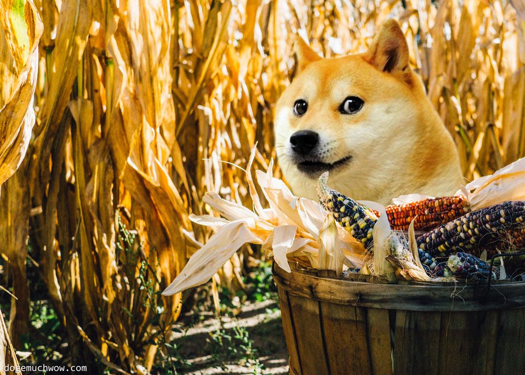 Doge In The Corn | Scrolller