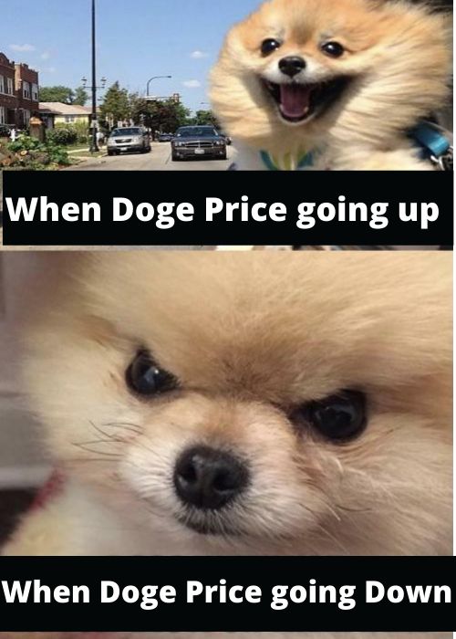 Doge Reactions | Scrolller