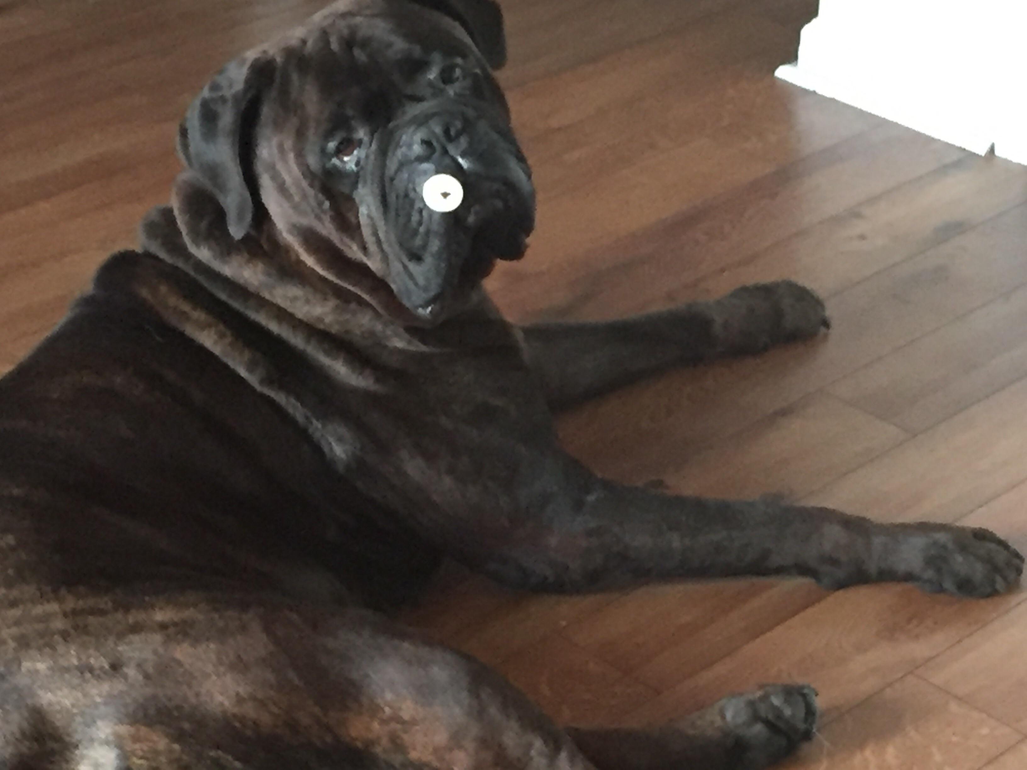 Doggo has a sticker stuck! | Scrolller