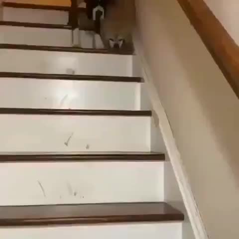 Doggo protects his blind, little brother down some stairs | Scrolller