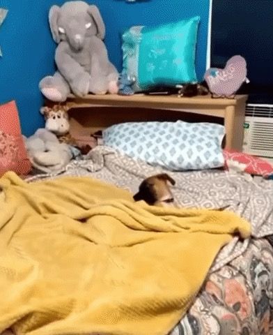 Doggo tucks himself to sleep | Scrolller