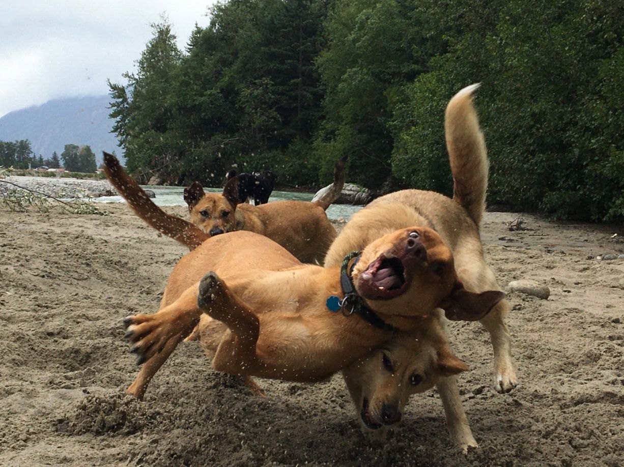 Dogs had a blast at the river today! | Scrolller