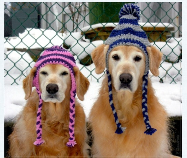 Dogs in winter hats | Scrolller