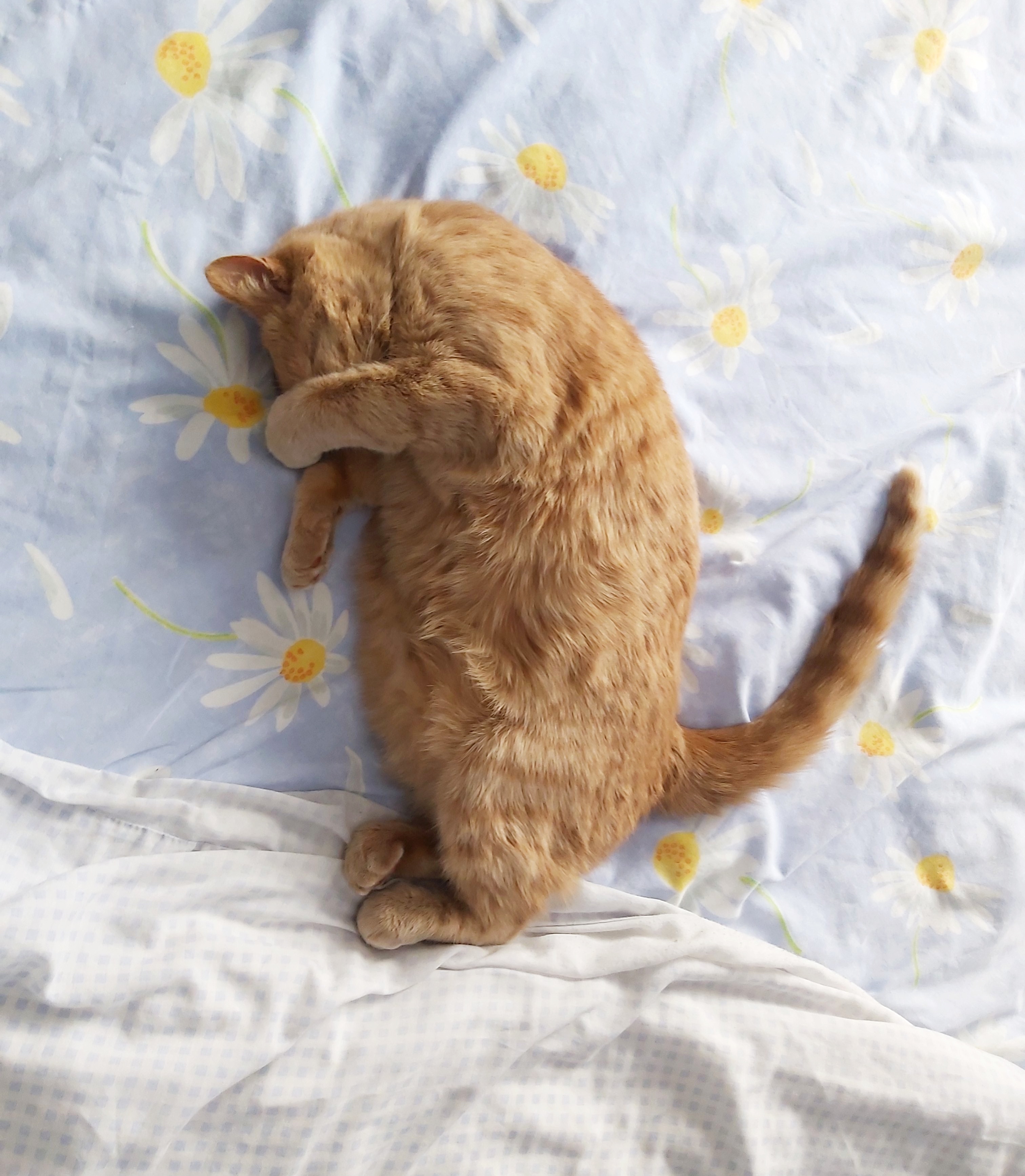 Don't disturb me, I'm napping again! | Scrolller