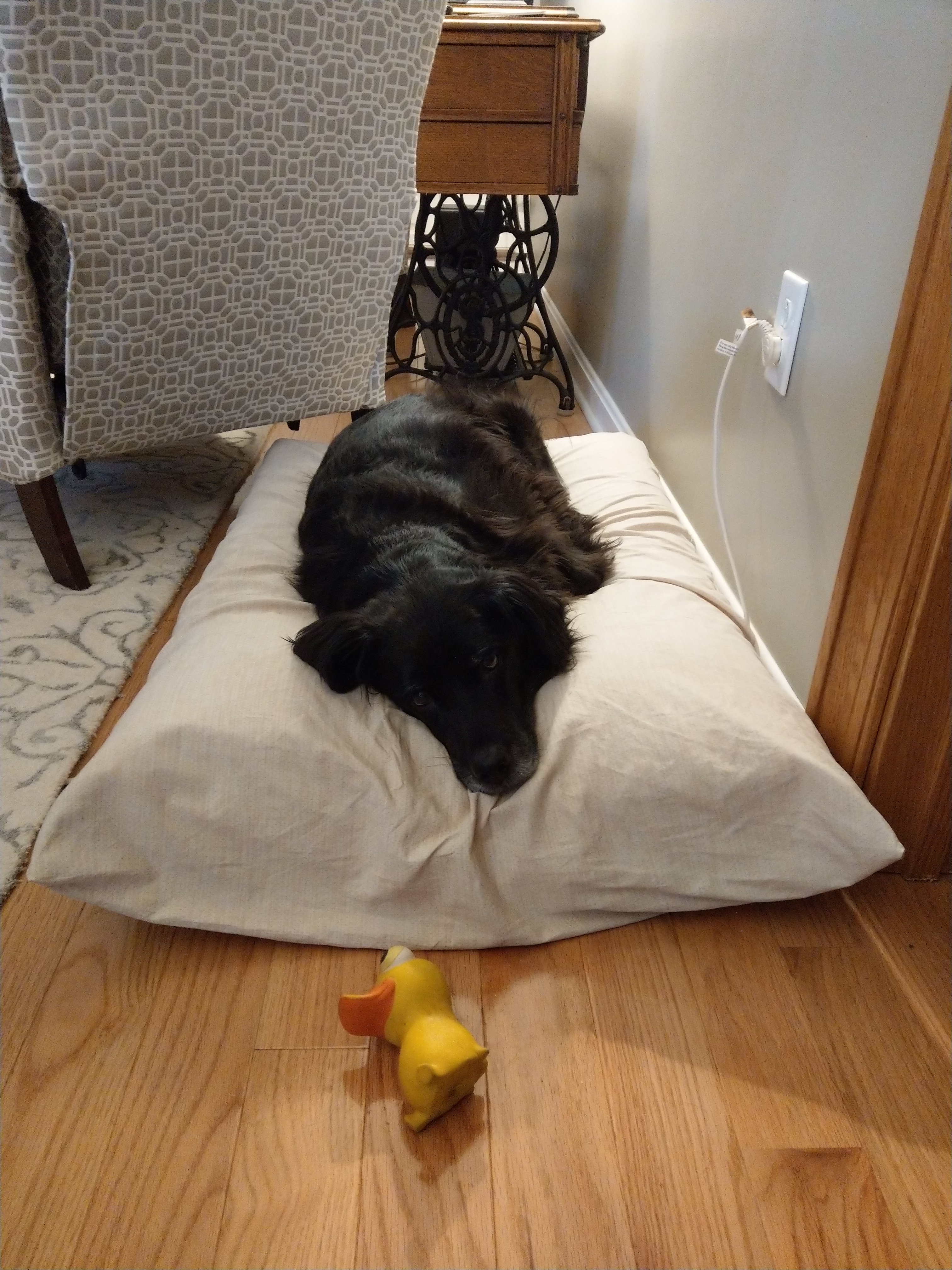 Don't touch my duck loaf | Scrolller