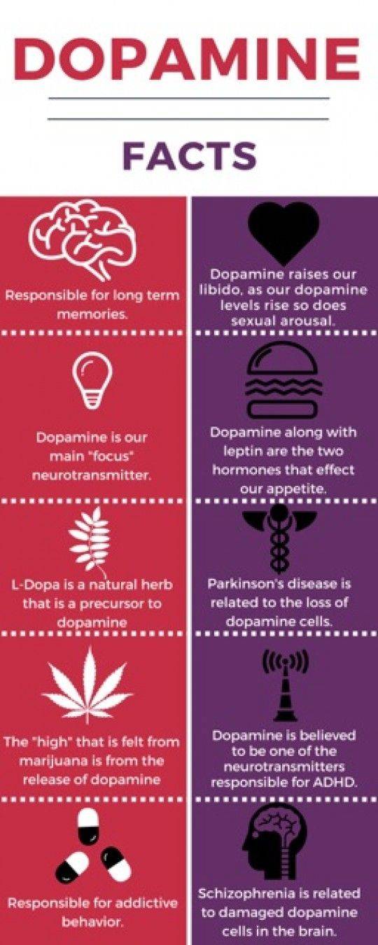 Dopamine Facts | Scrolller