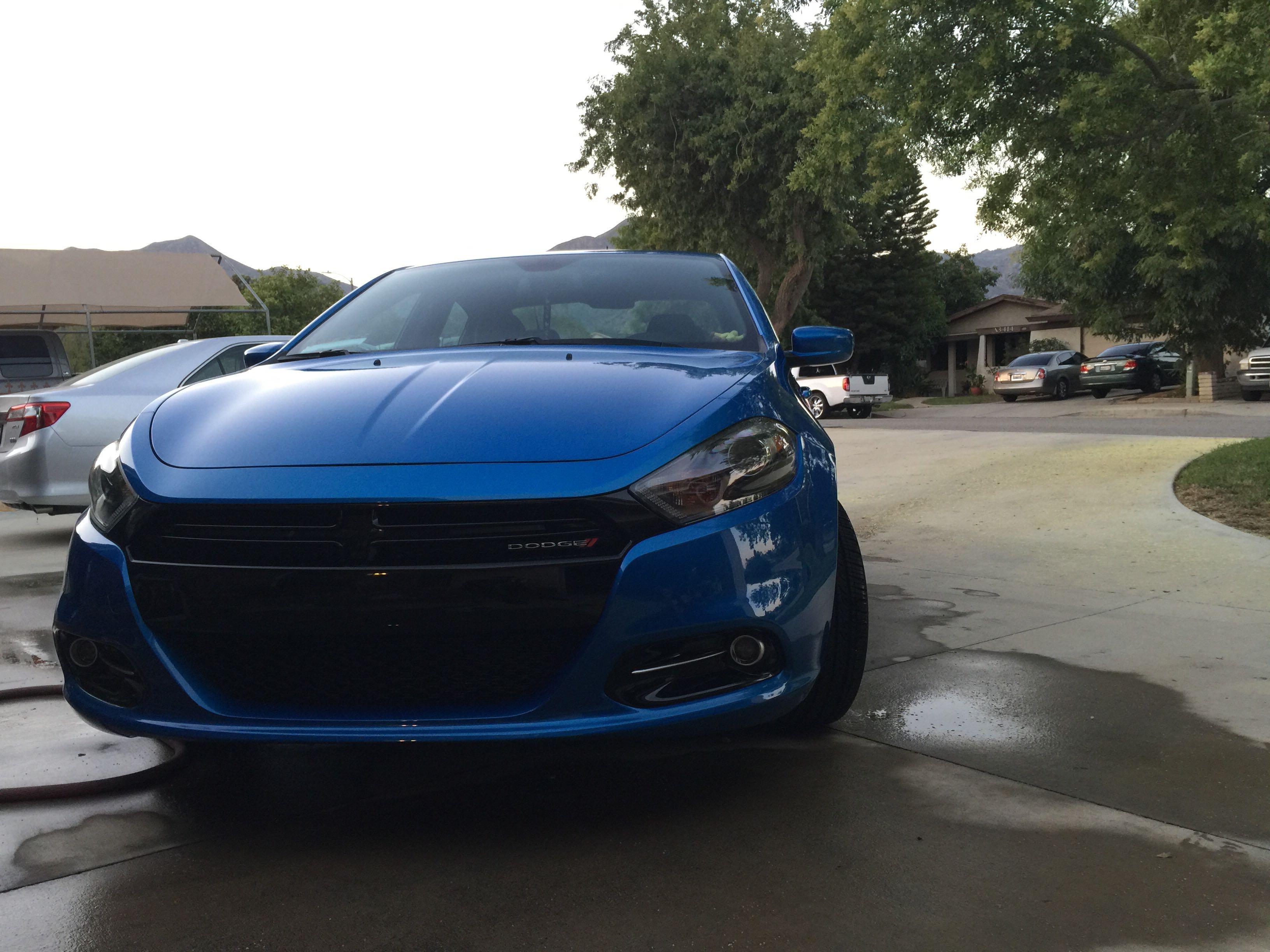 Dory got a bath | Scrolller