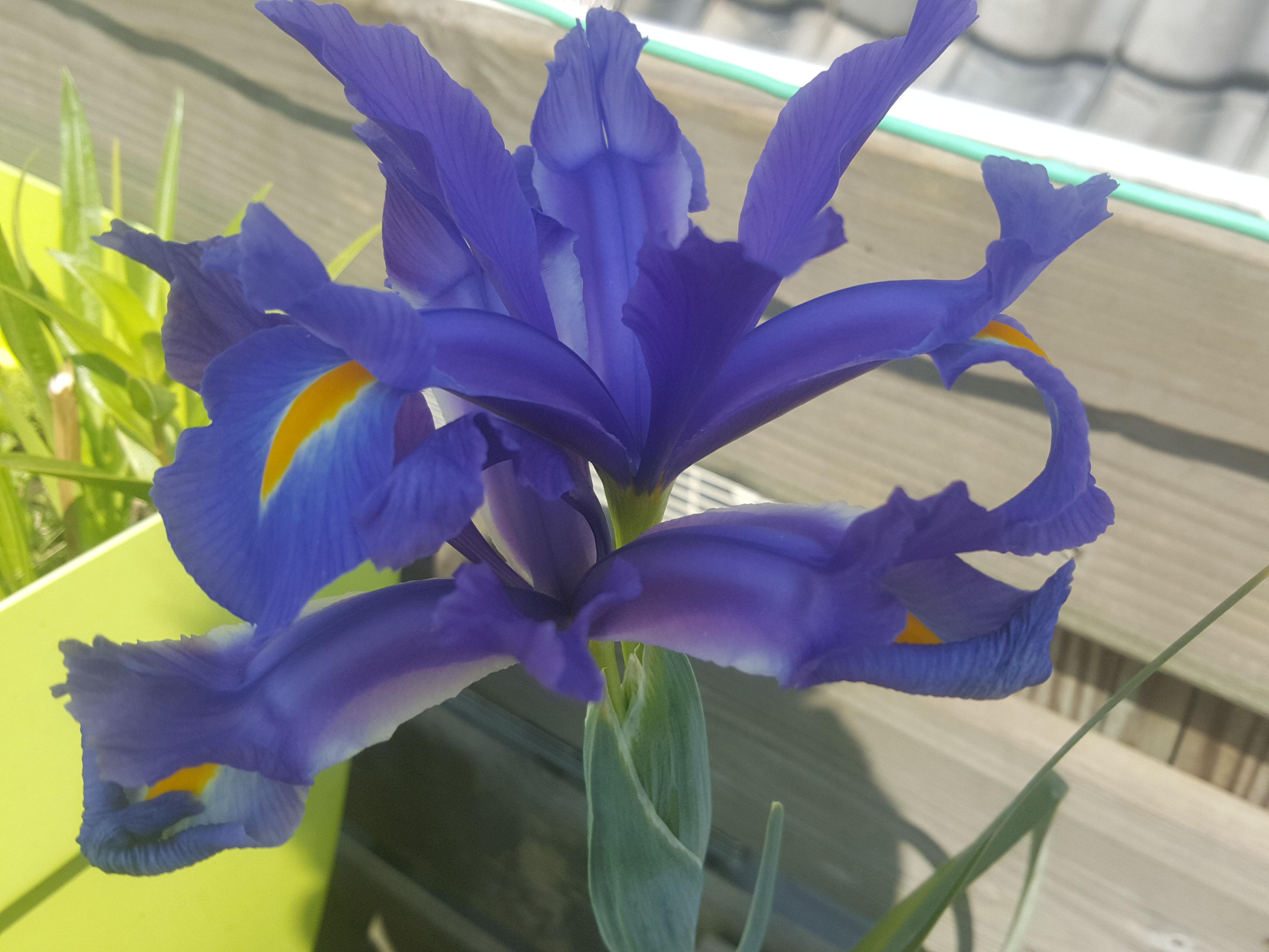 double flower at my iris | Scrolller