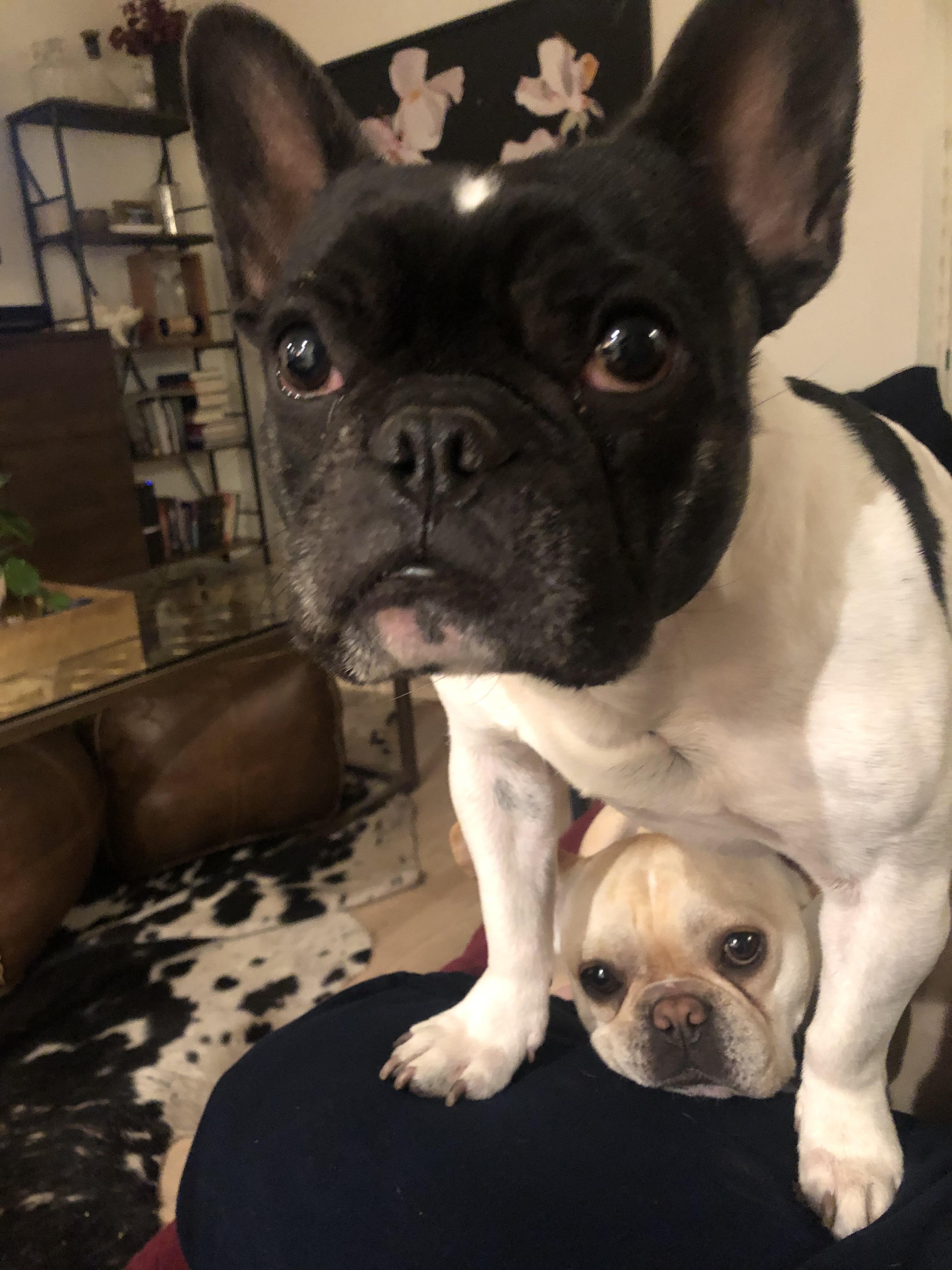 Double layer frog dogs | Scrolller