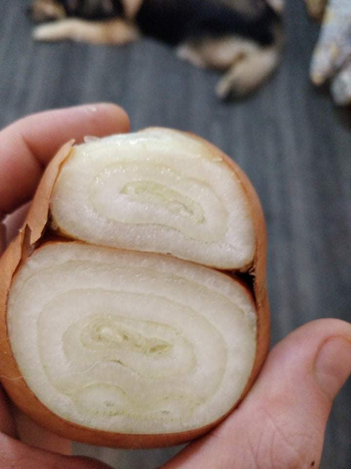 Double onion | Scrolller