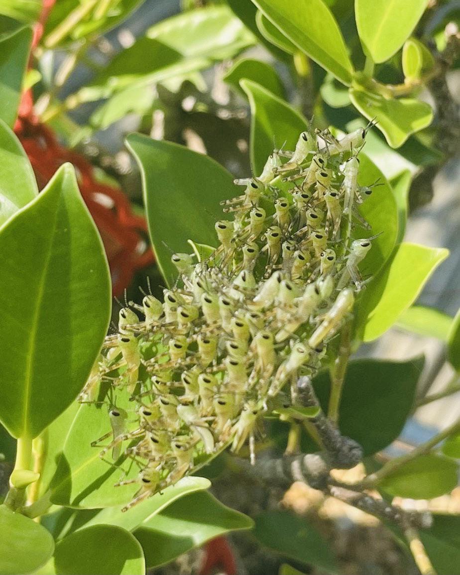 🔥 Dozens of nymph (baby) grasshoppers | Scrolller