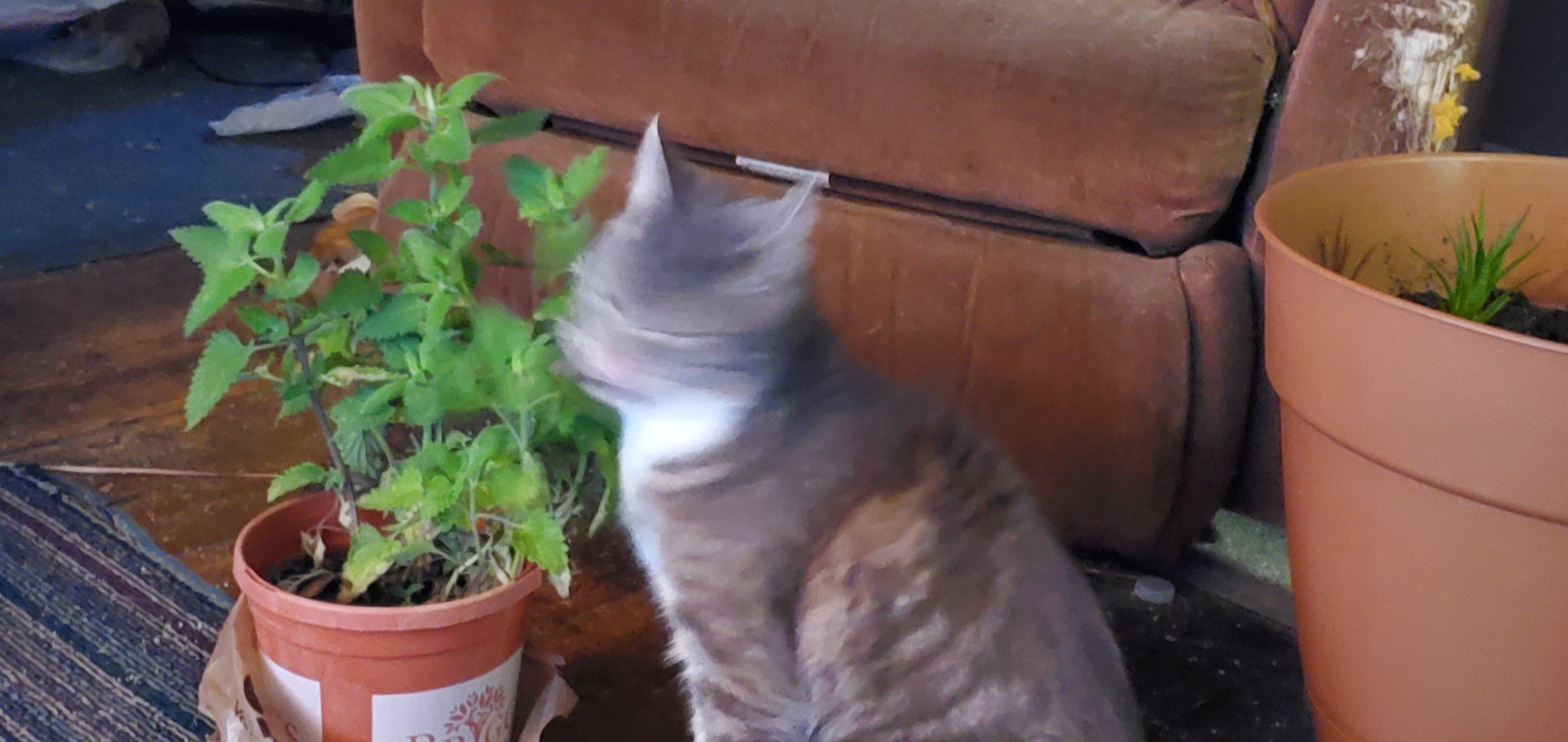 Drilling for catnip | Scrolller