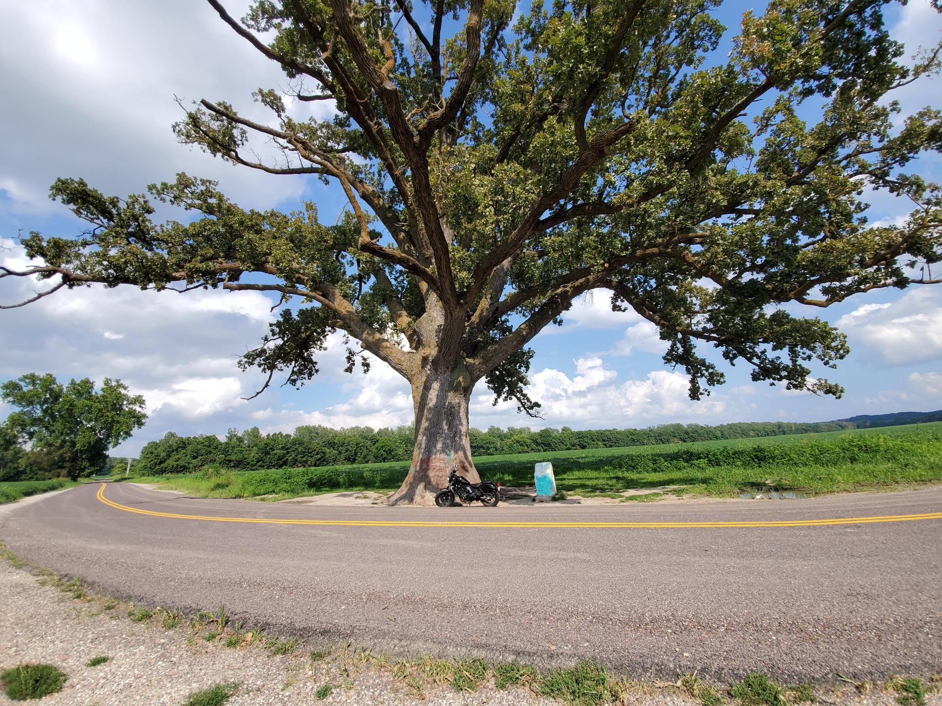 Drove her out to the old oak tree | Scrolller