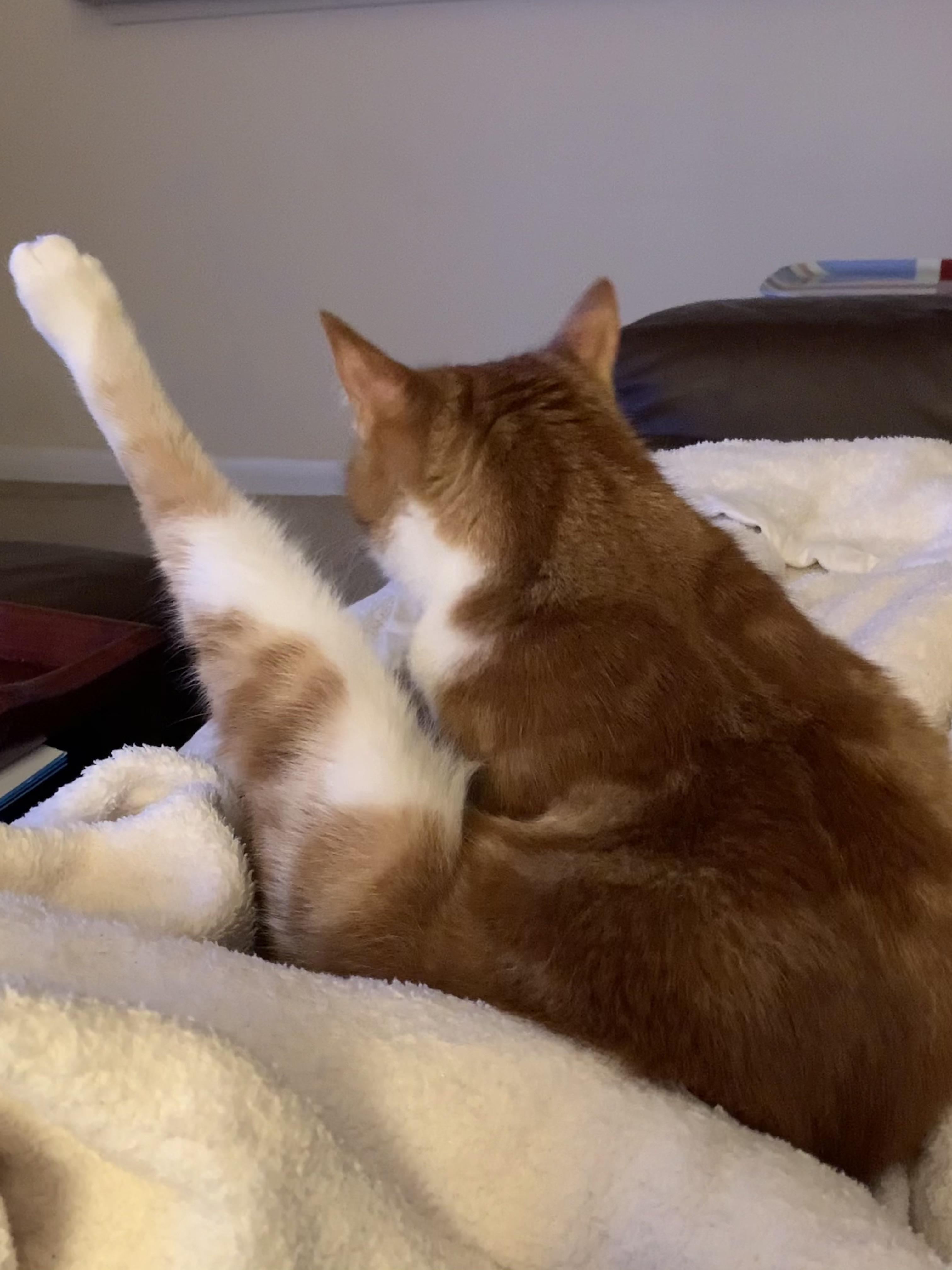 Drumstick from the rear view | Scrolller