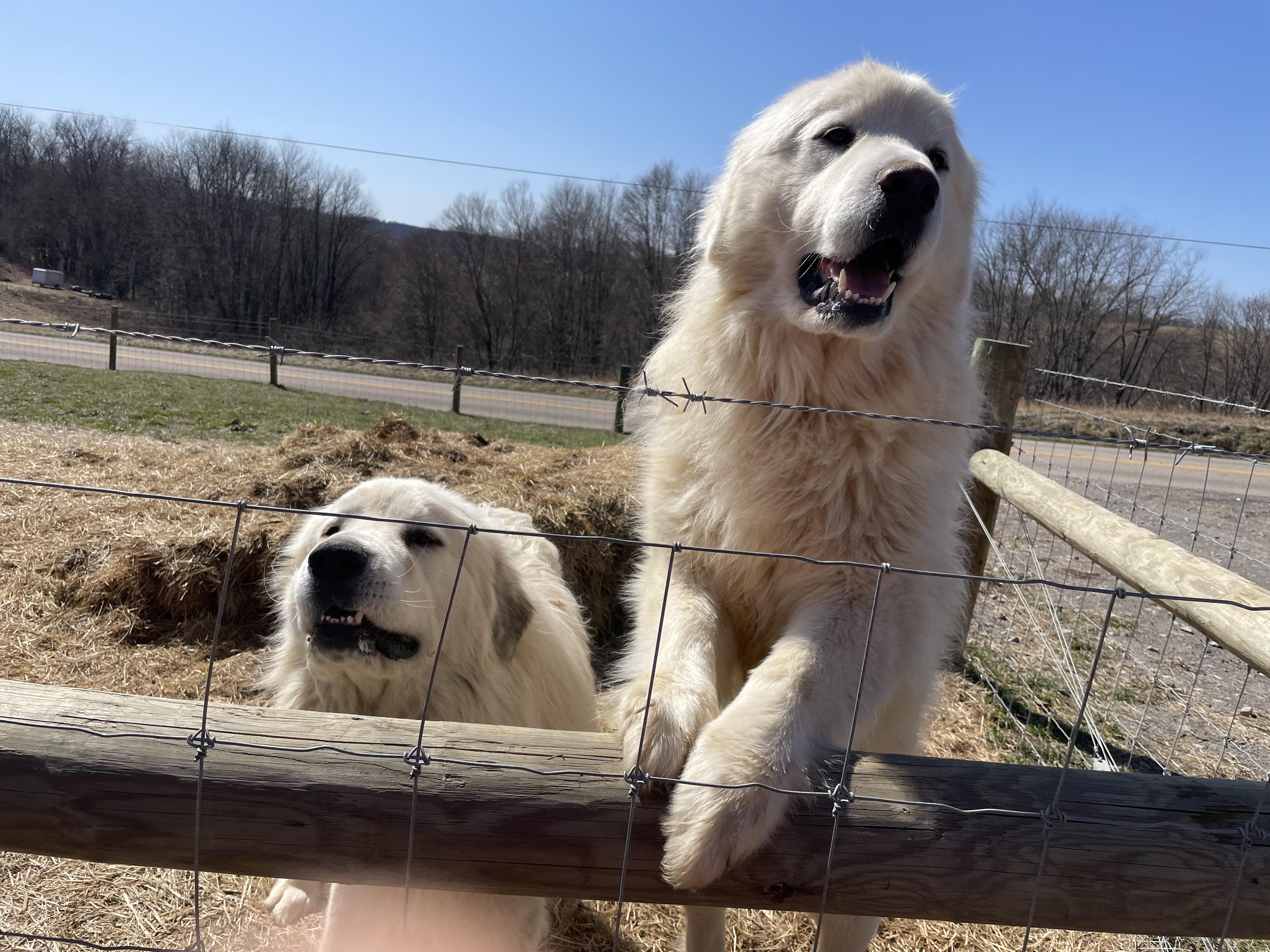 Dumb and dumber in all their glory | Scrolller