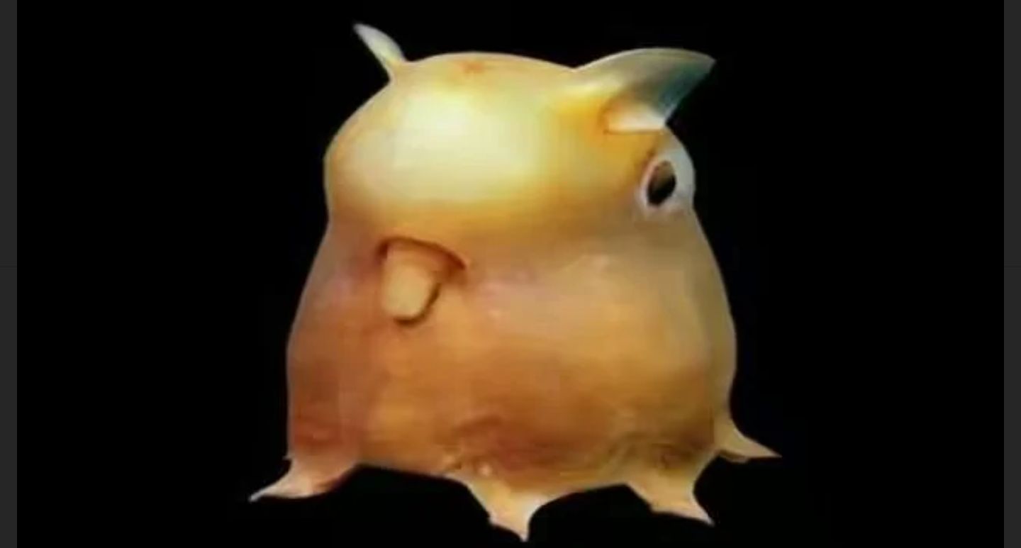 Dumbo Octopus | Scrolller