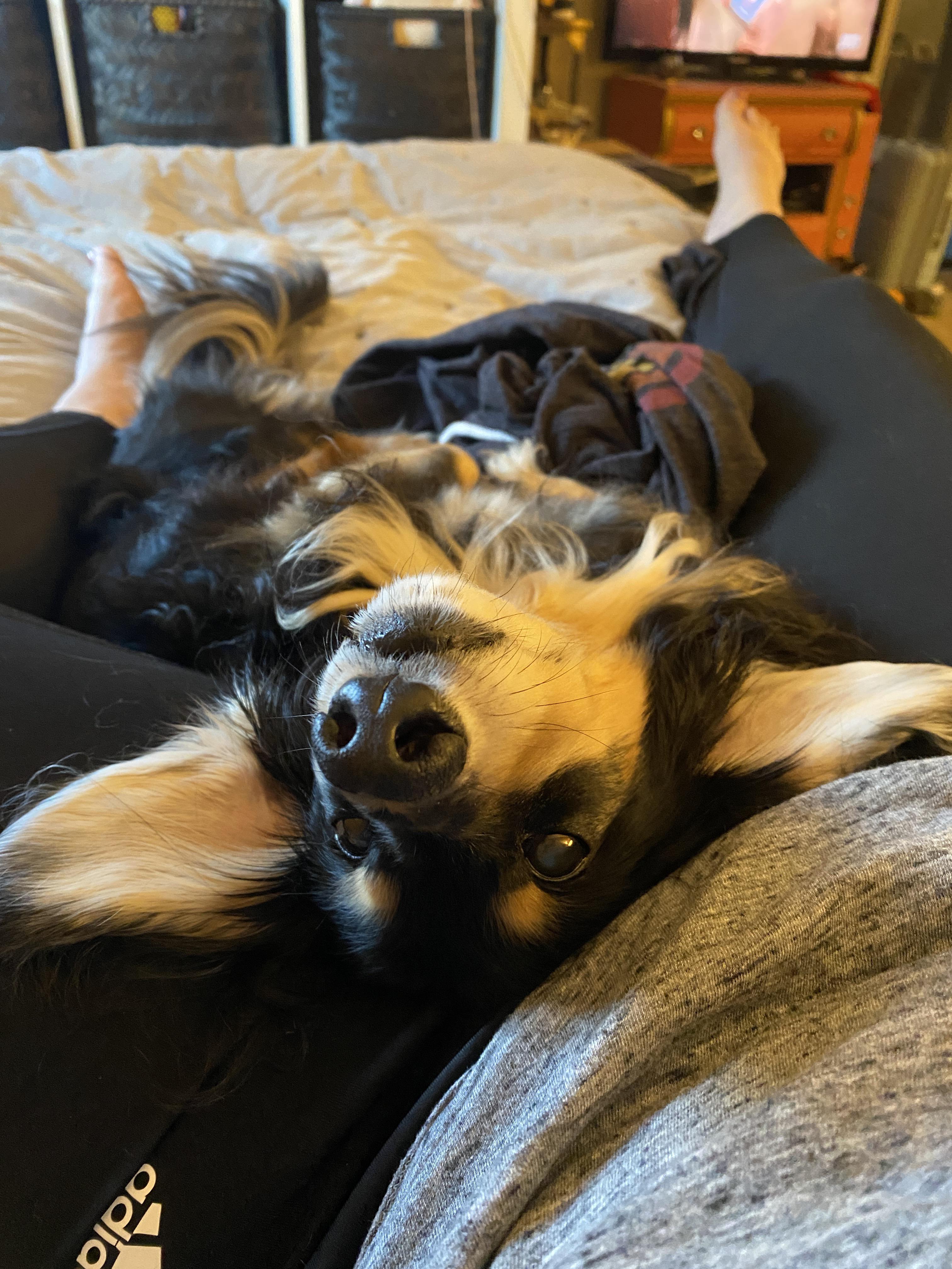 Dumbo the Derpy Dachshund | Scrolller