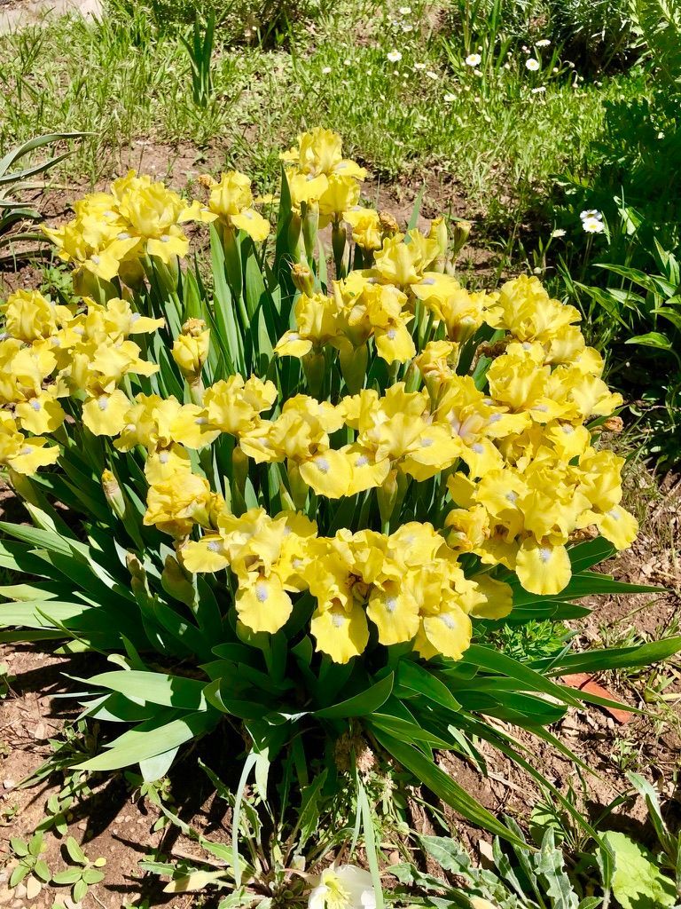 Dwarf Bearded Iris (Photo credit to Jimmy Turner) | Scrolller