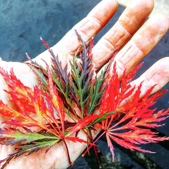Dwarf Japanese maple cutleaf | Scrolller