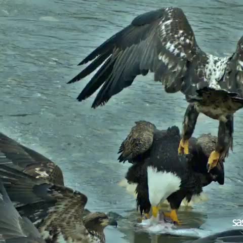 Eagle fight in slow motion | Scrolller