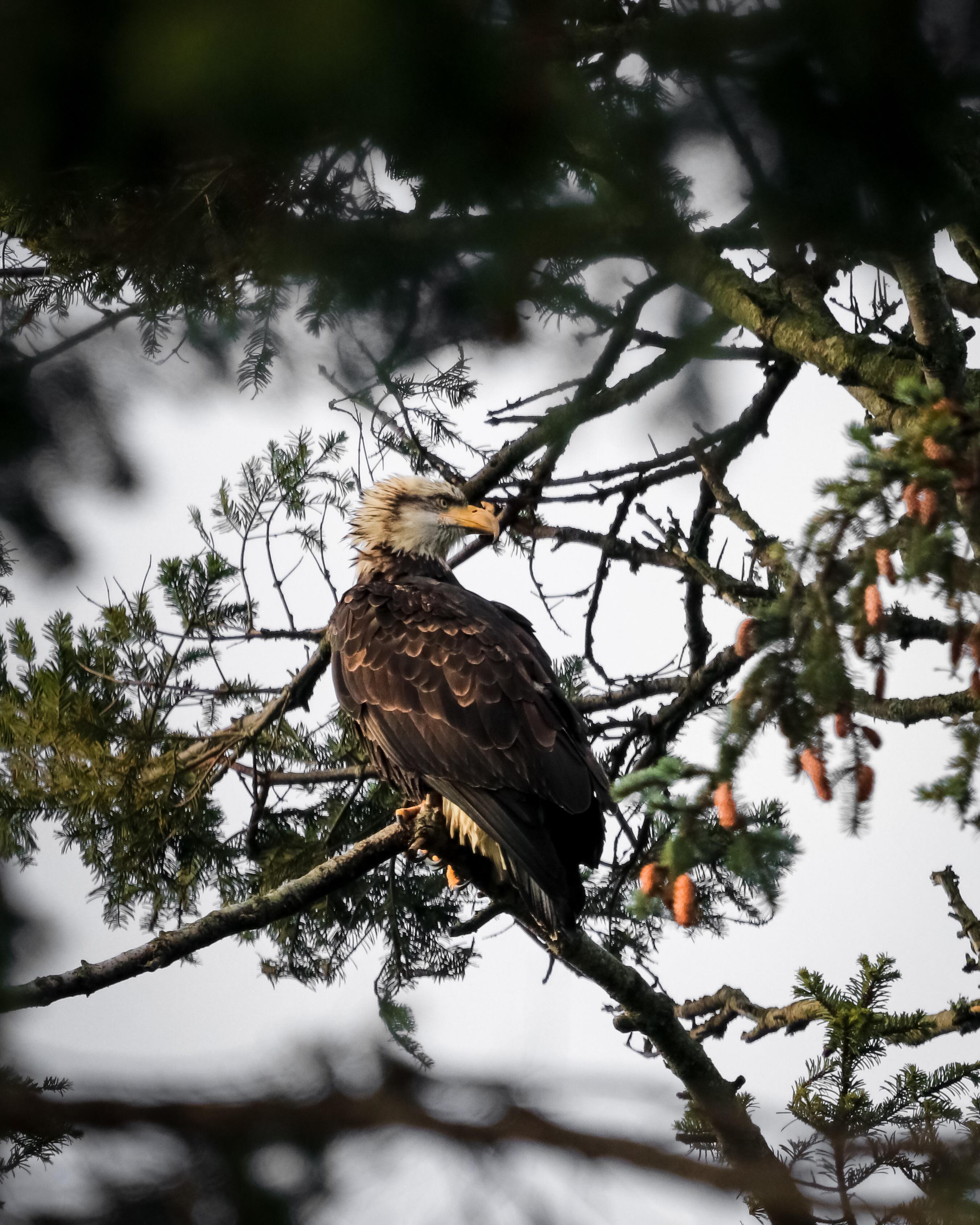 Eagle in the trees, Vancouver Island | Scrolller