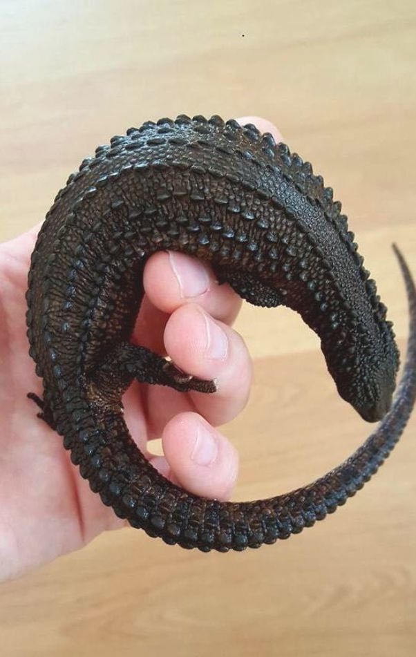 Earless monitor lizard | Scrolller