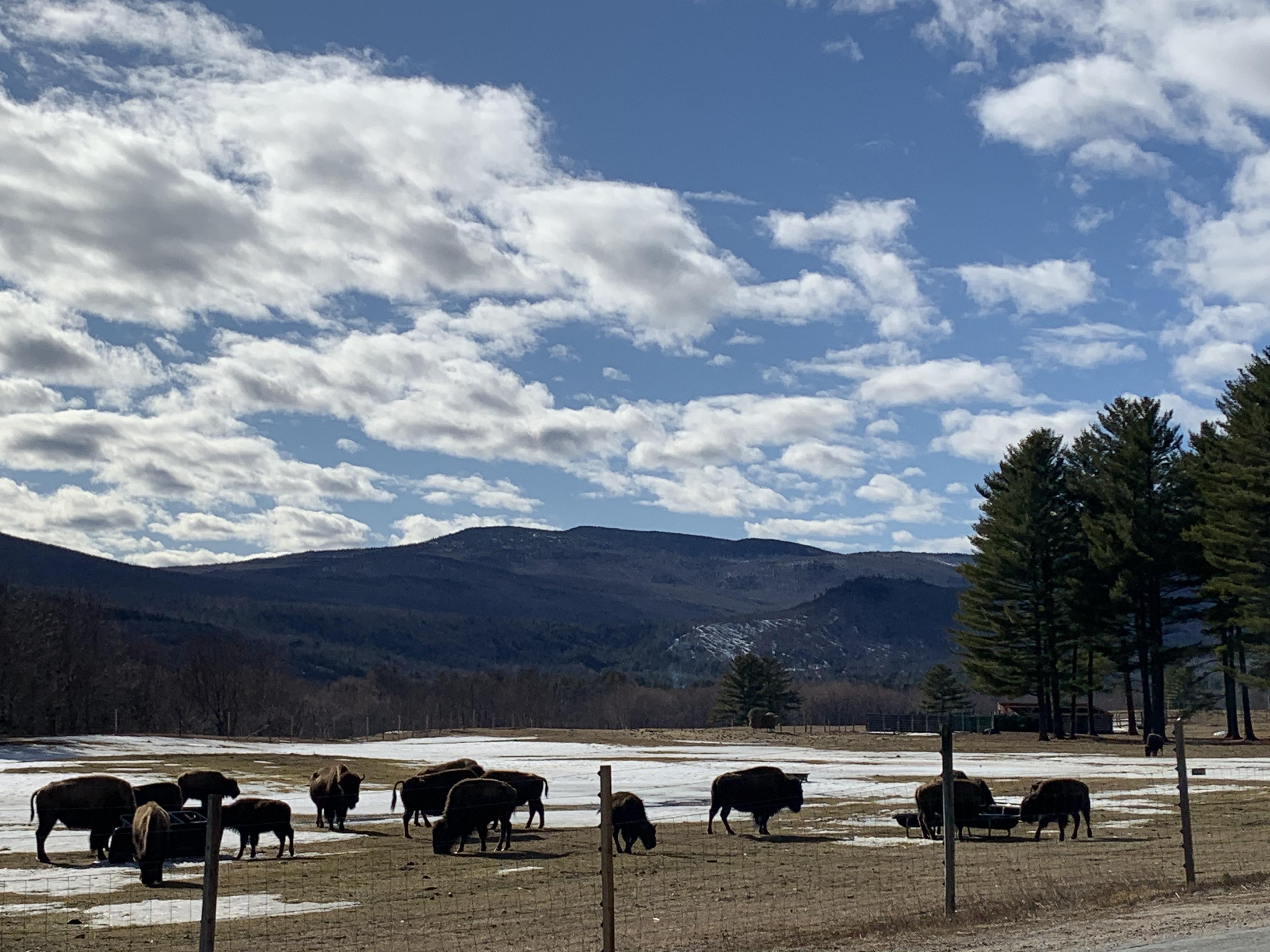 Early spring grazing | Scrolller
