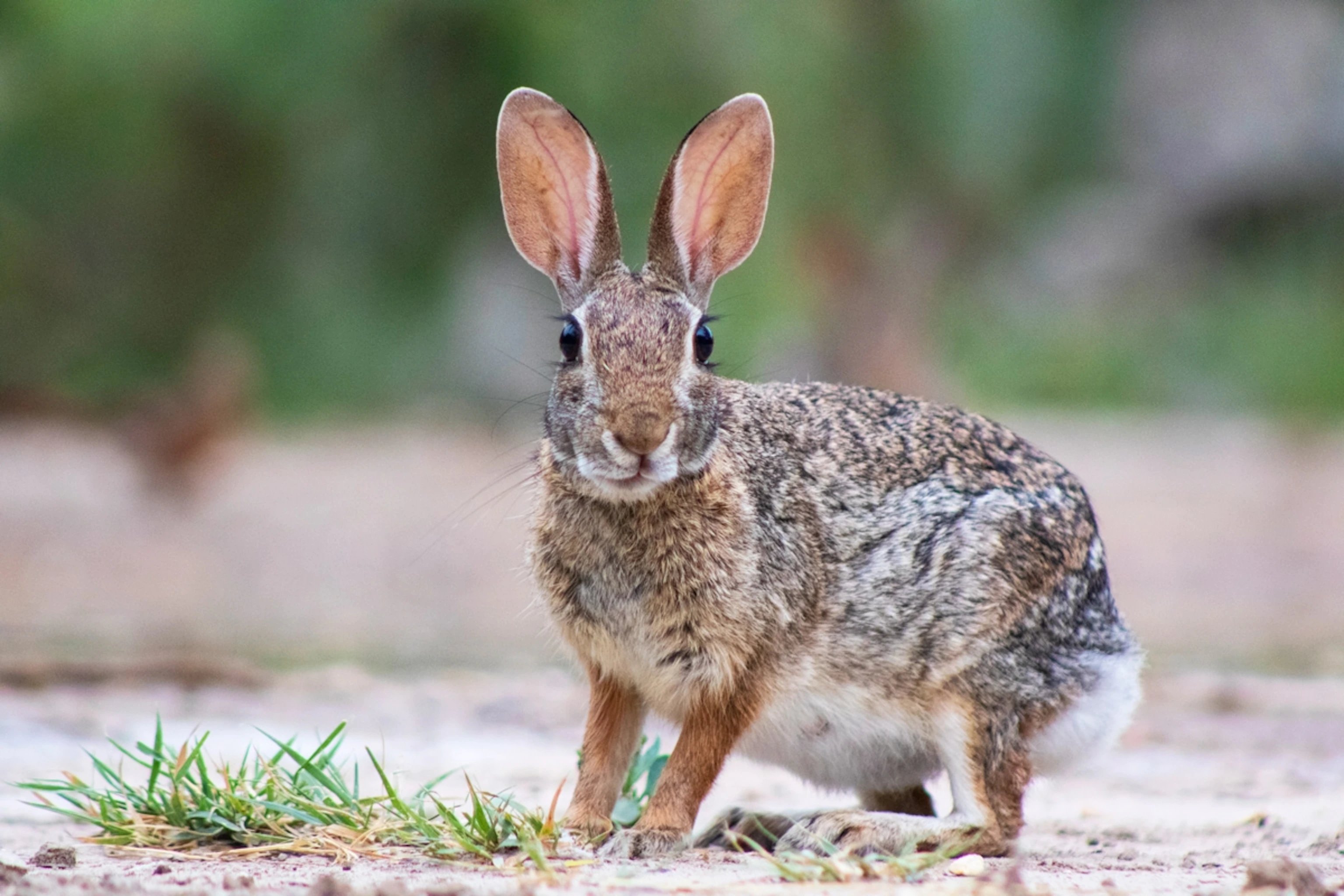 🔥 Eastern Cottontail Rabbit (Photo credit to Angelina Joseph) | Scrolller