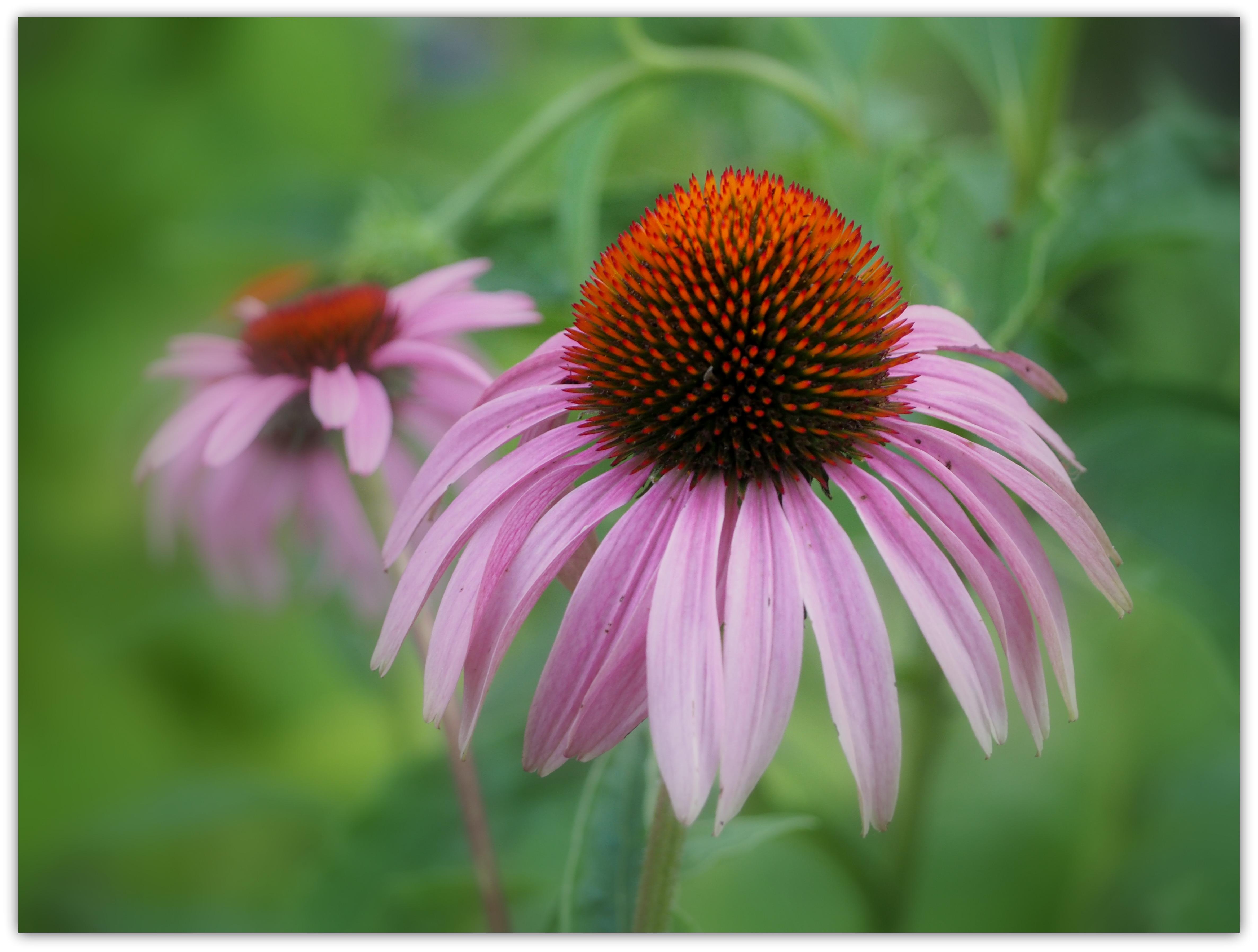 "Echinacea purpurea" | Scrolller