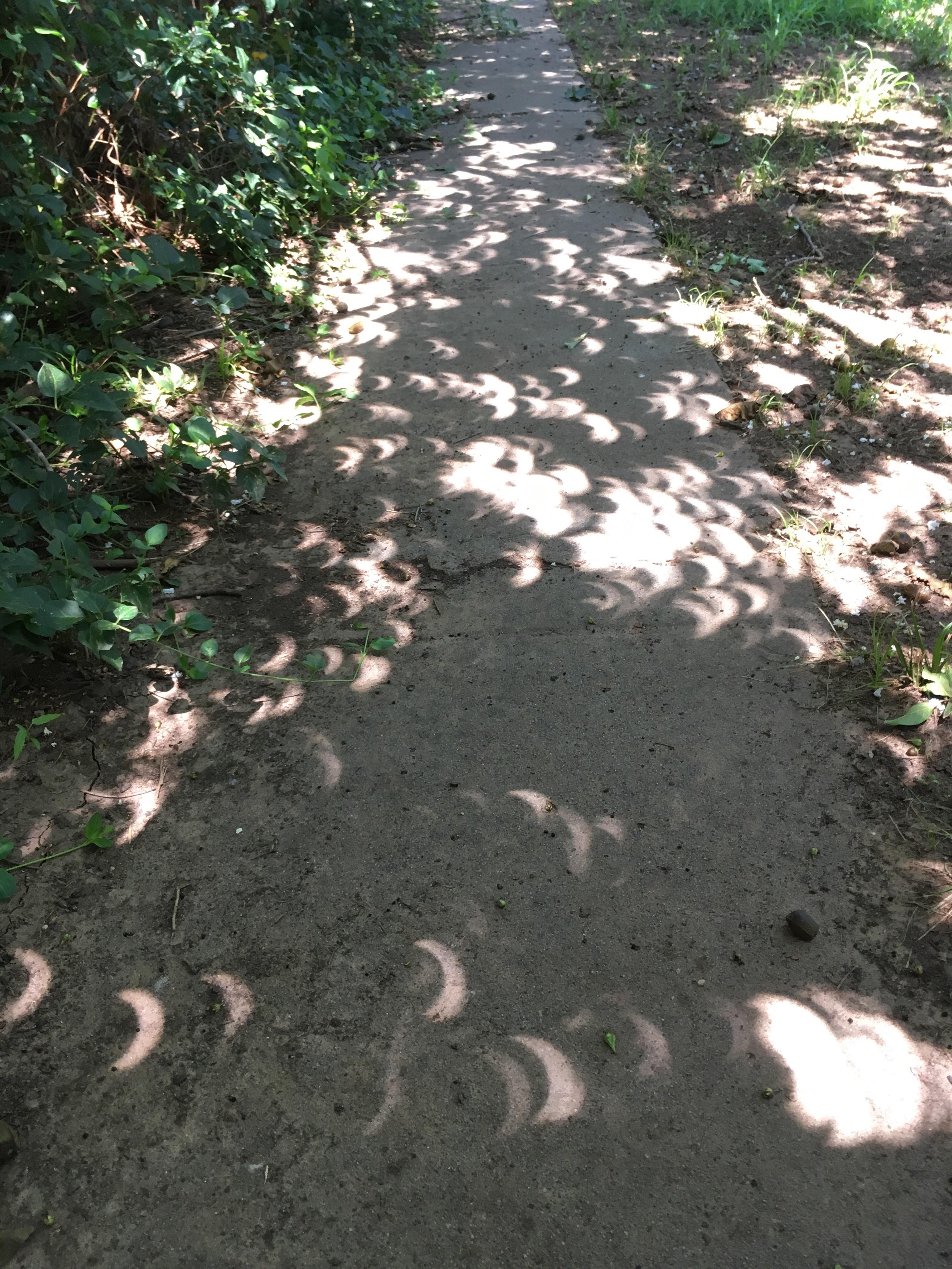 Eclipse Leaves Scrolller