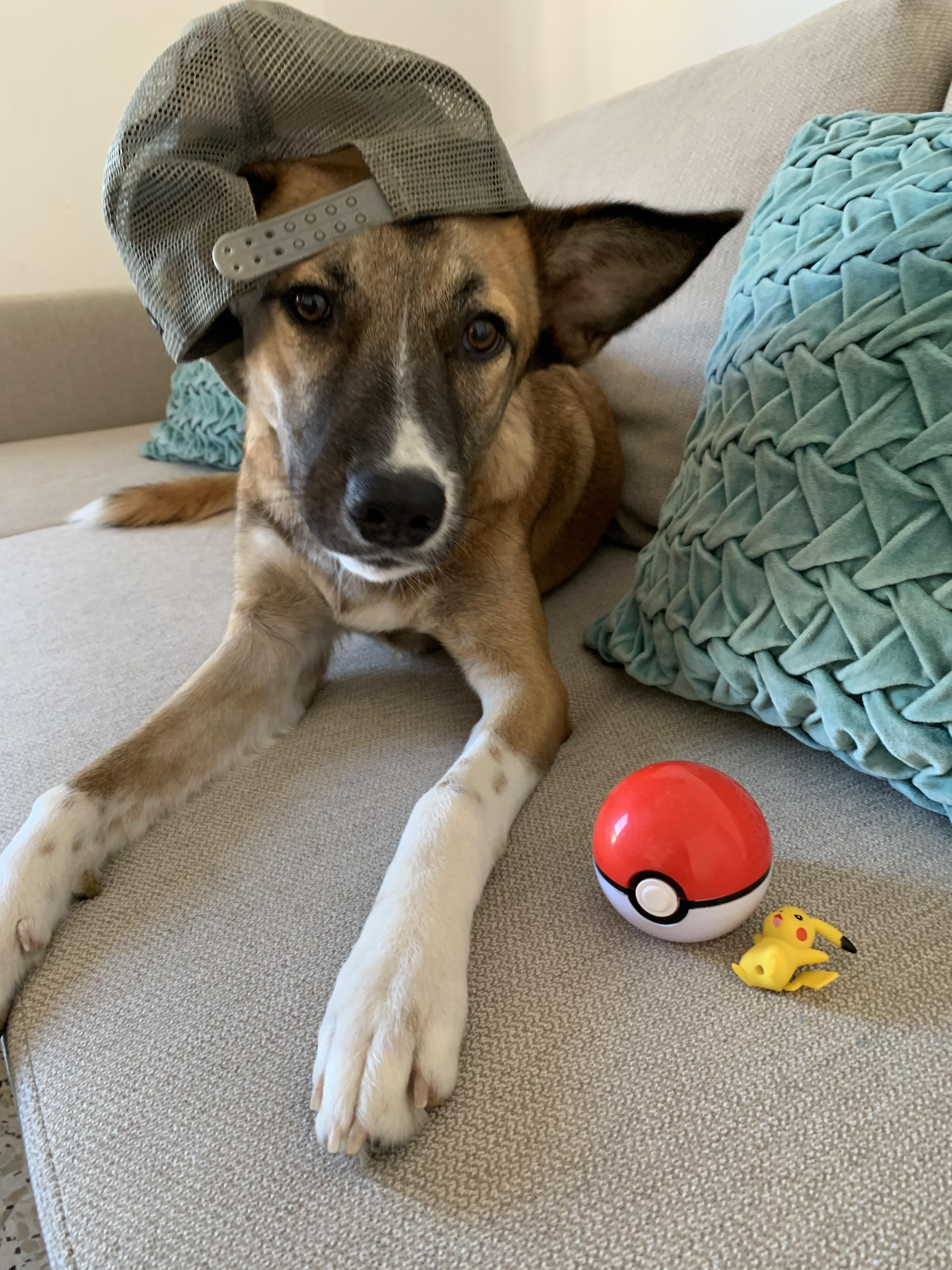 Eevee pokemon master | Scrolller