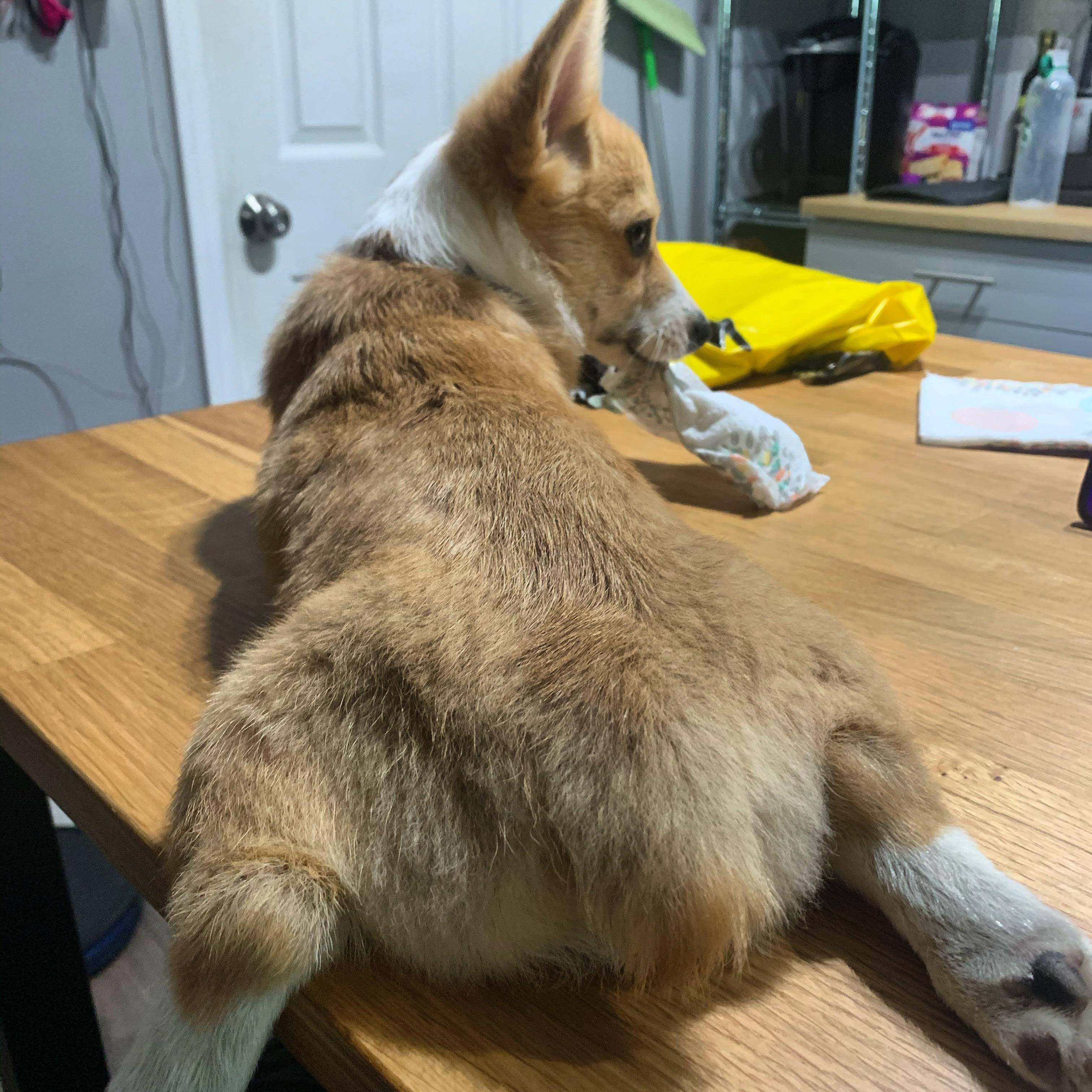 Eevee’s mastered the sploot! | Scrolller