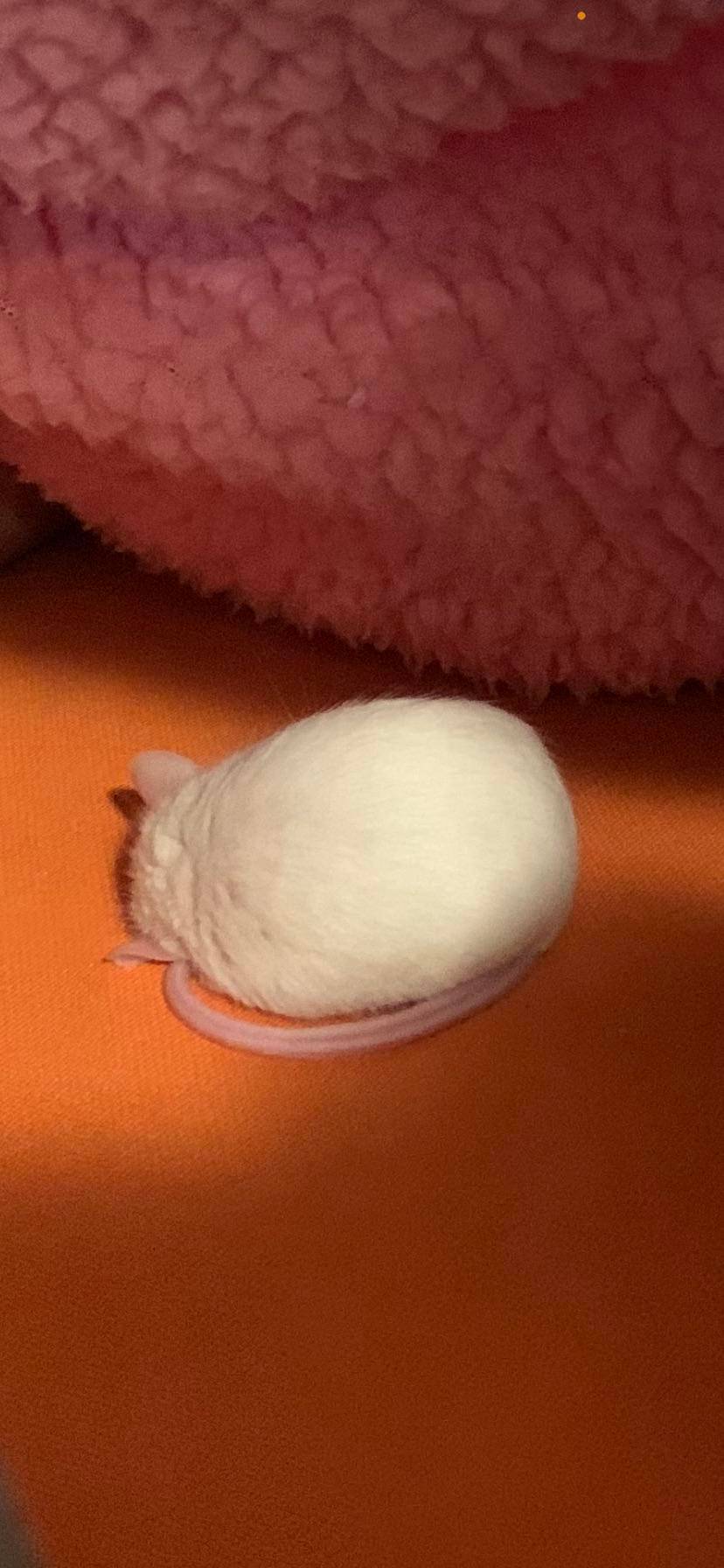 EGG MODE ACTIVATED | Scrolller