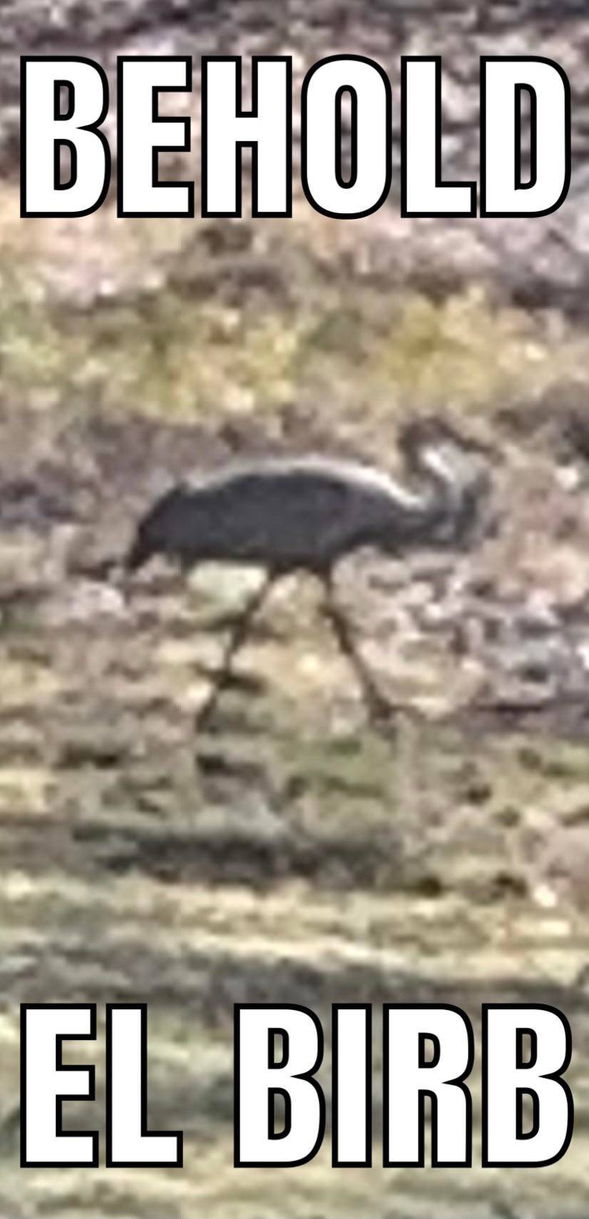 El birb moment | Scrolller