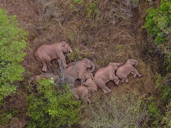 Elephant nap time | Scrolller