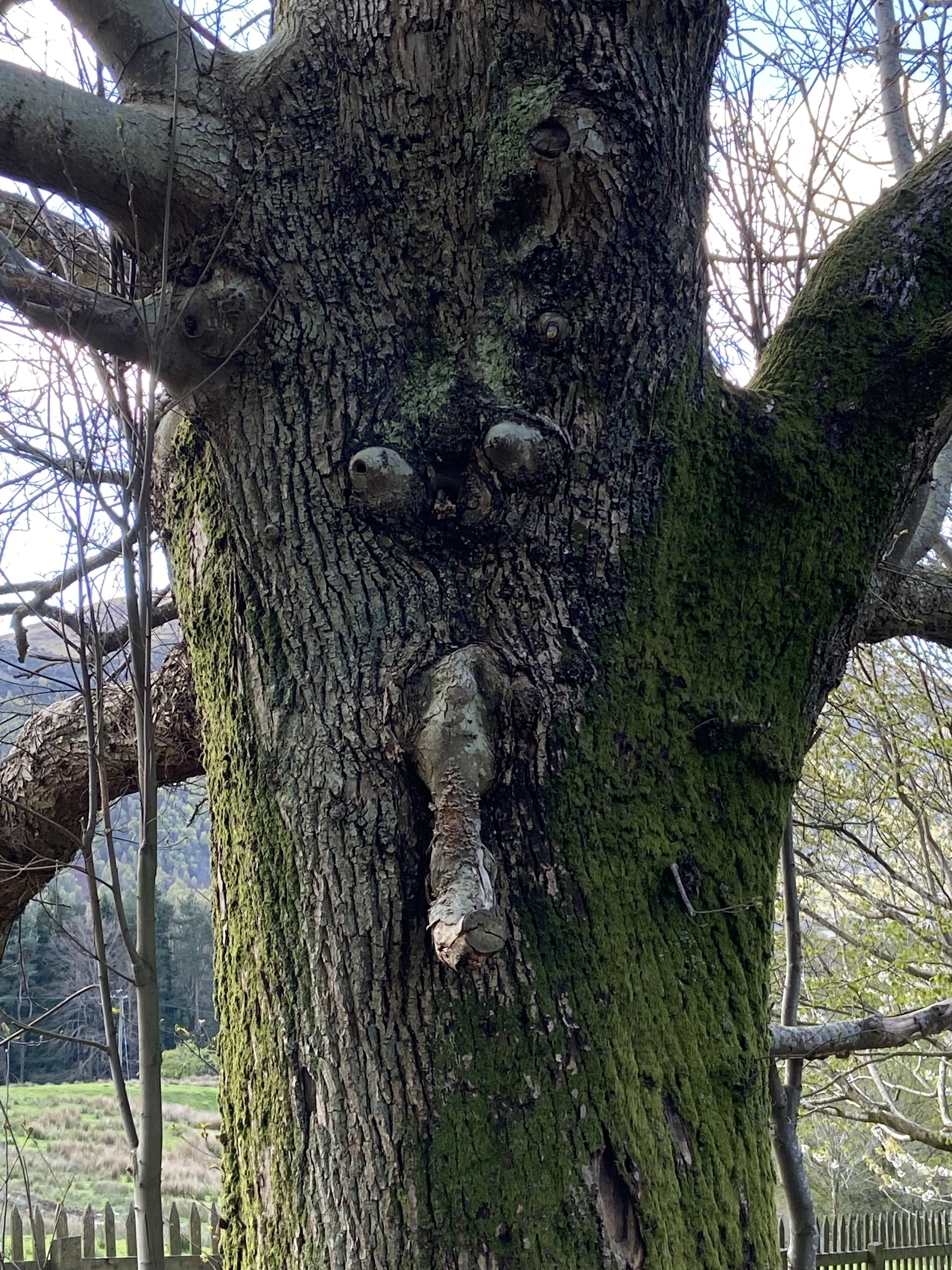 Elephant tree? | Scrolller