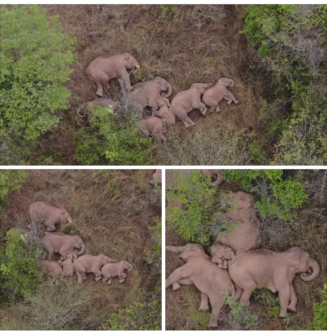 Elephants resting | Scrolller